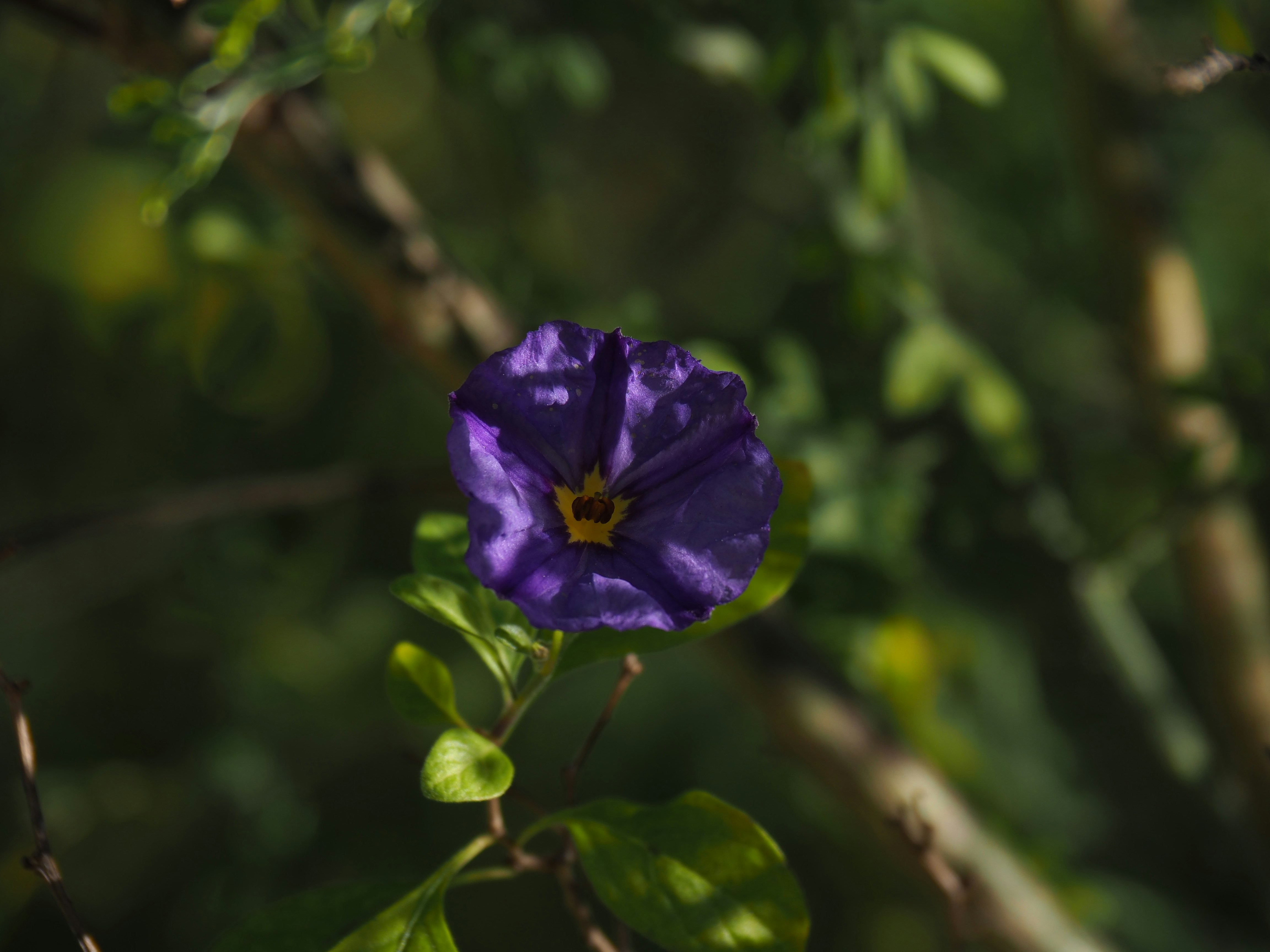 A vibrant purple flower blooms surrounded by lush green foliage, highlighting its delicate beauty in a natural setting.