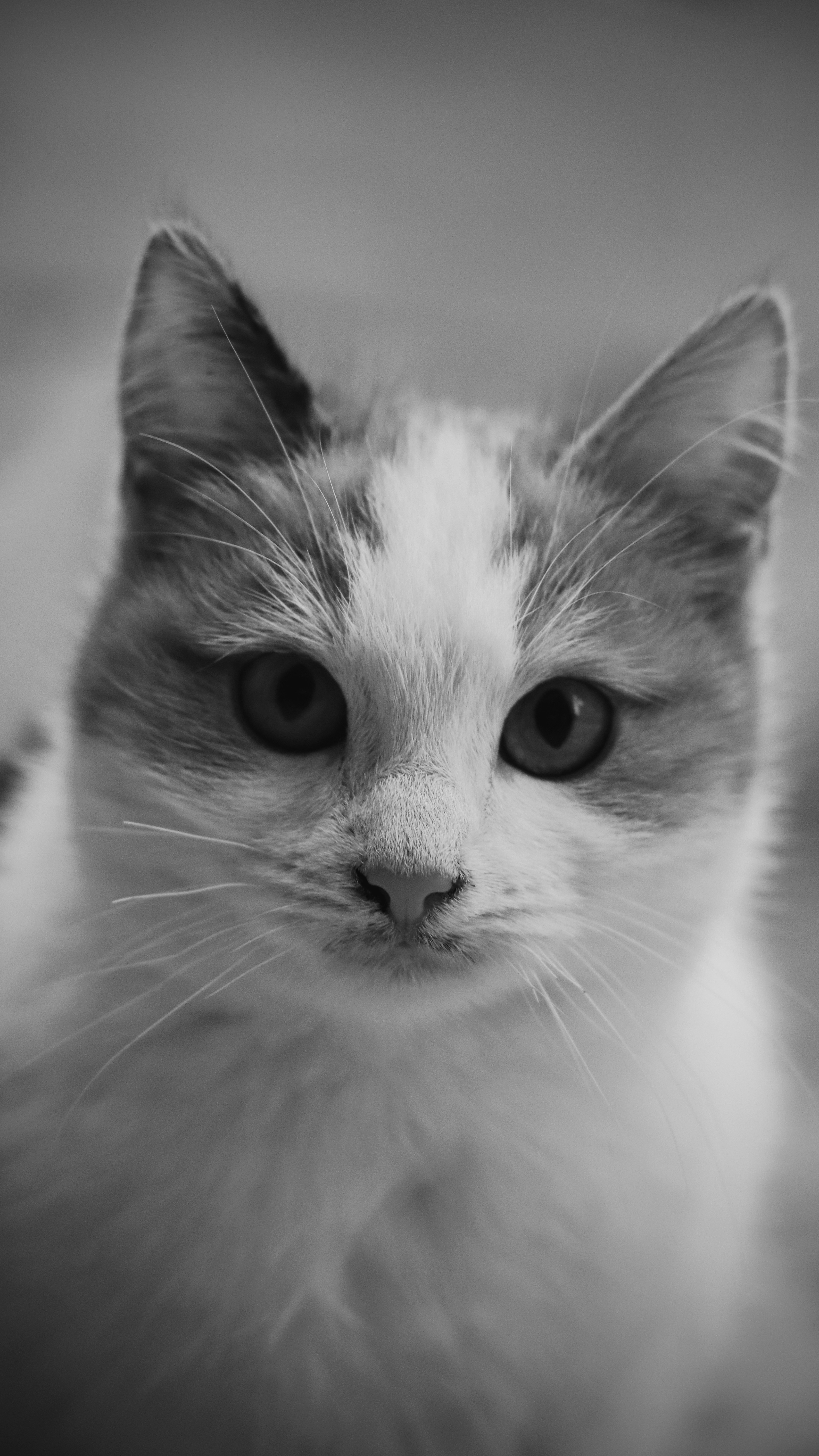 White and grey cat in grey scale photo – Free Grey Image on Unsplash