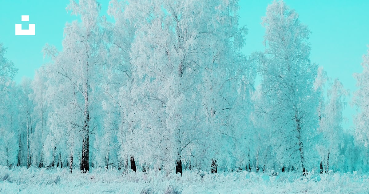 昼間は青空の下、雪に覆われた地面に白い木々が生えていますの写真 Unsplashの無料青い写真