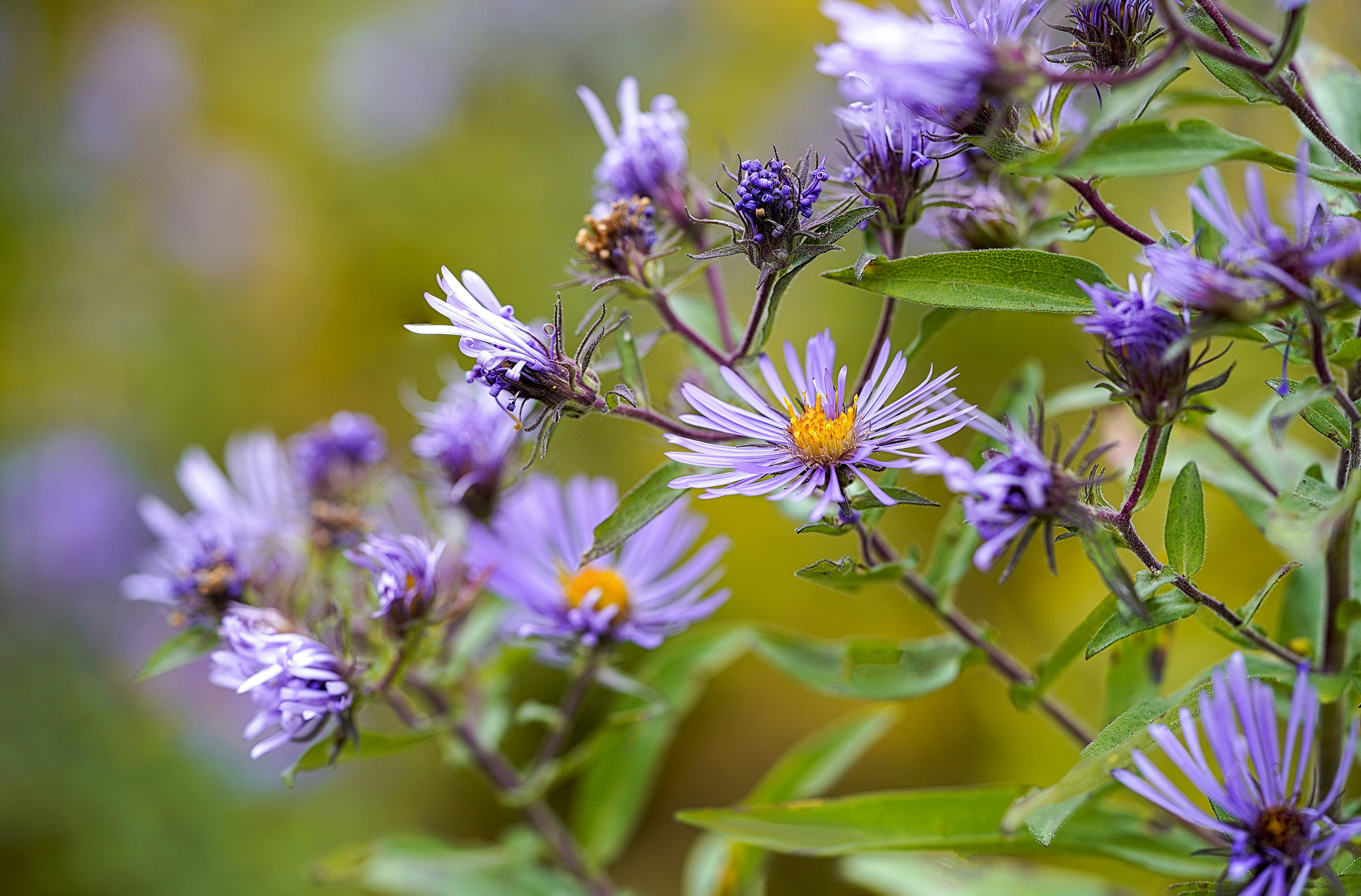 Purple Daisy Pictures | Download Free Images on Unsplash