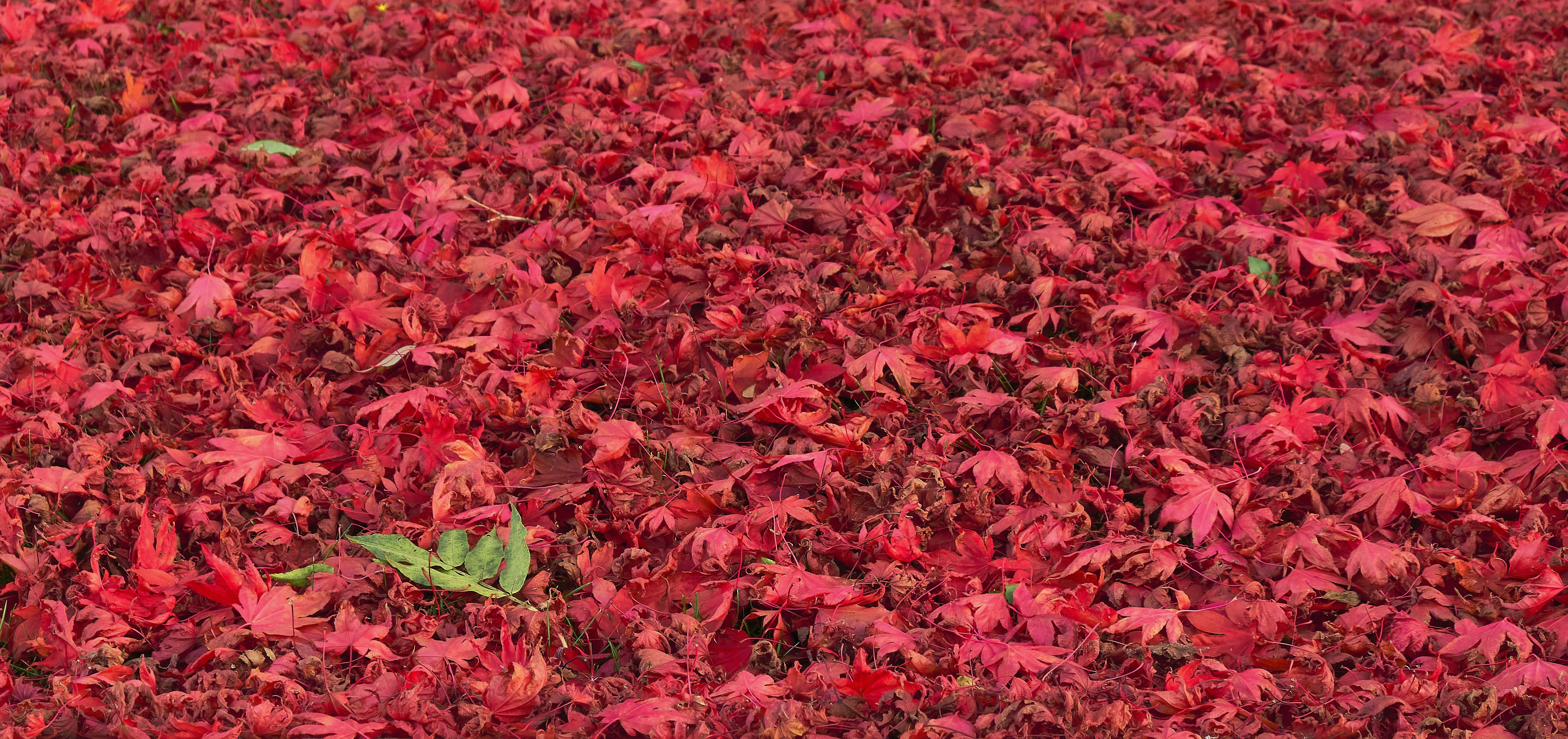 Emerald Breaks Through a Crimson Carpet