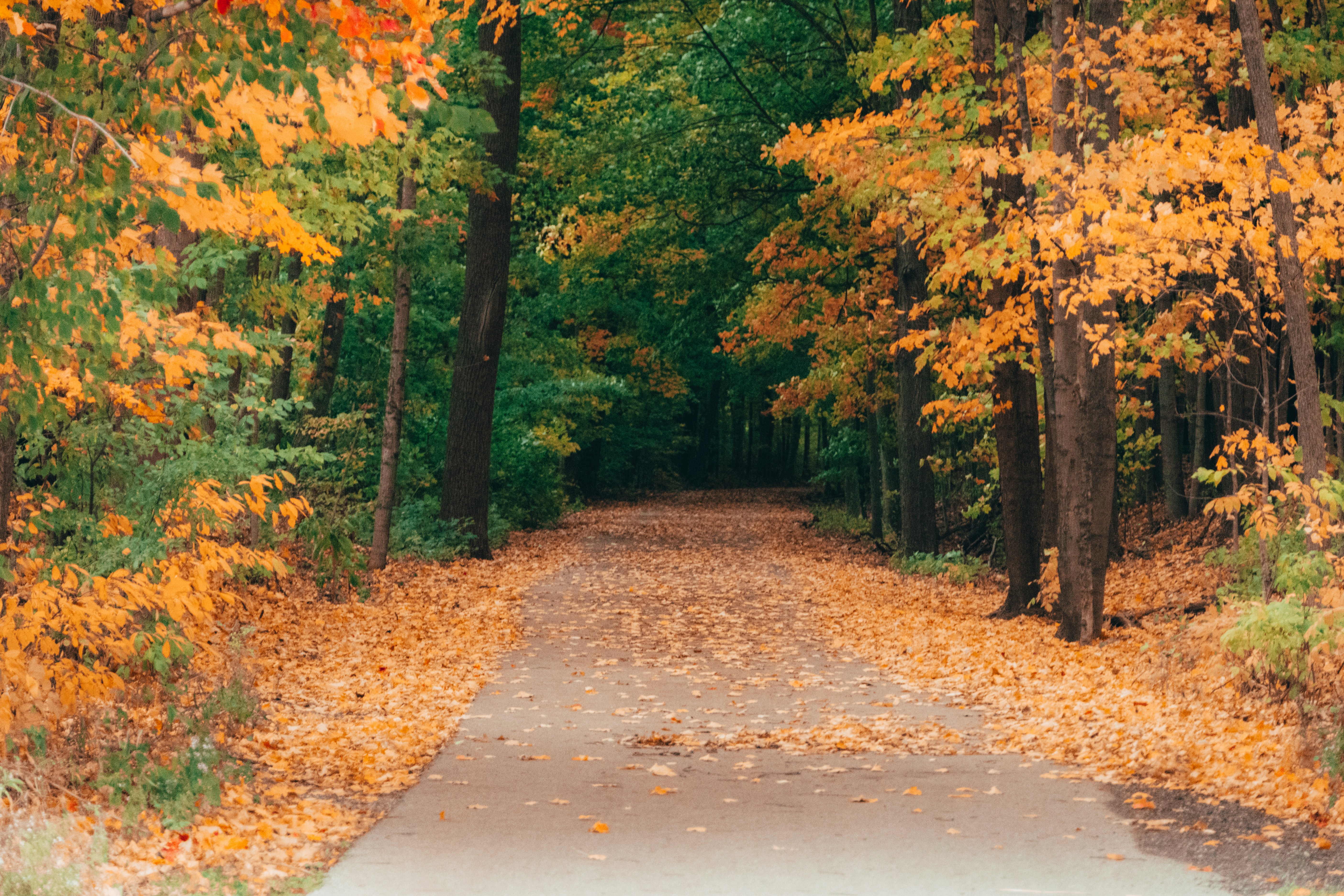 Brown pathway between green and brown trees photo – Free Path Image on ...