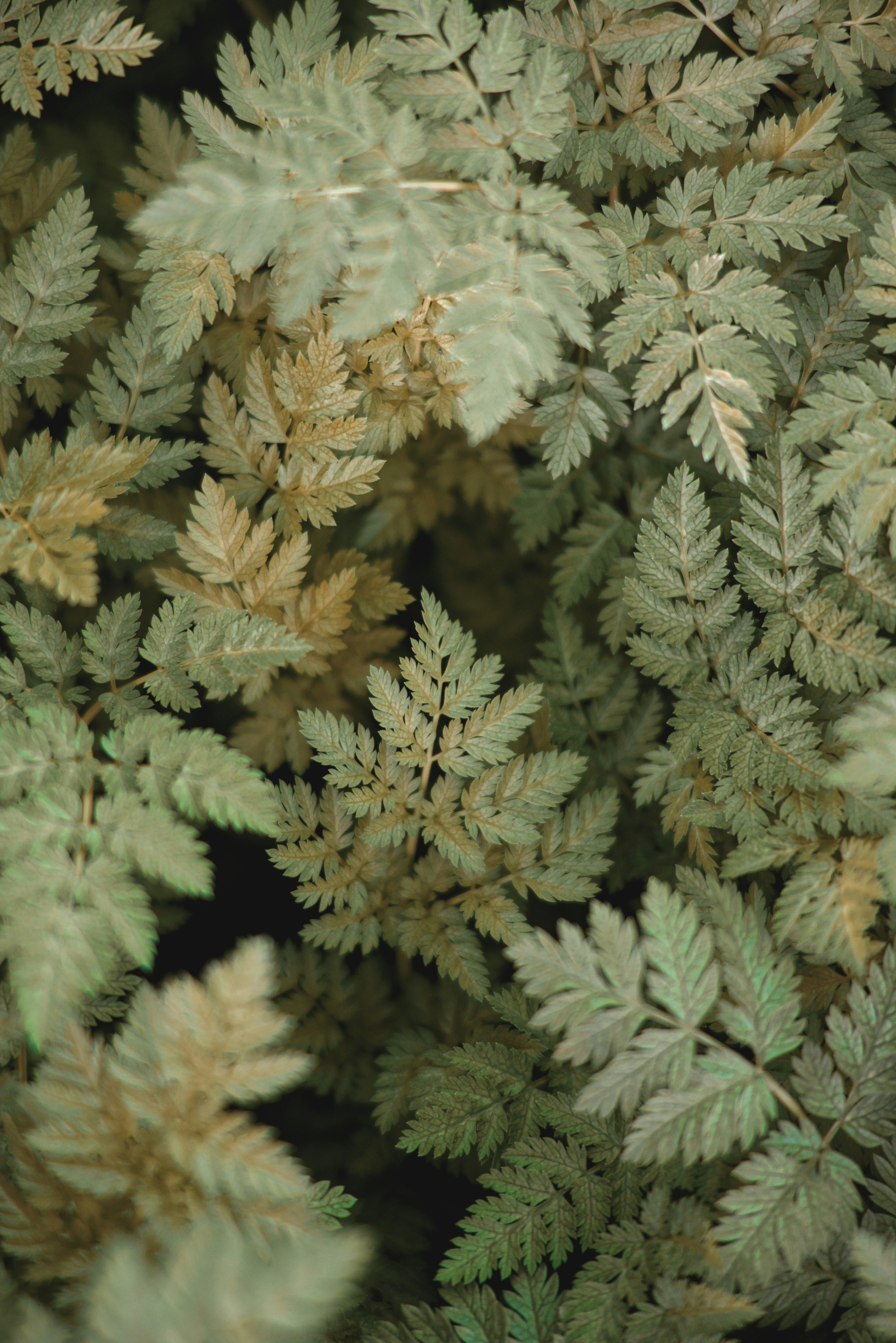 Soft Armor of Ferns: A Close-Up Study of Fractal Leaves