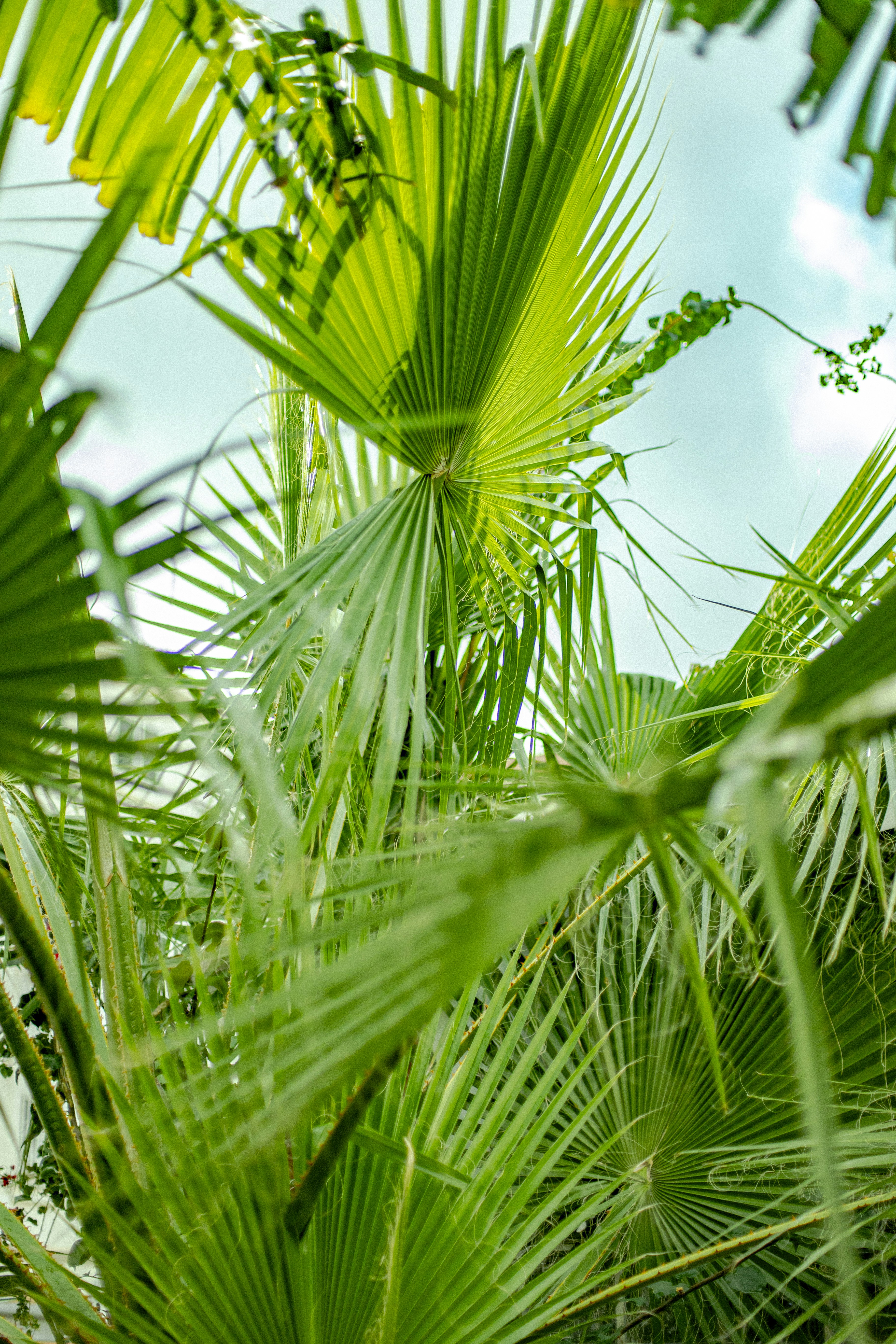 Palmier vert sous le ciel bleu pendant la journée photo – Photo Vert ...
