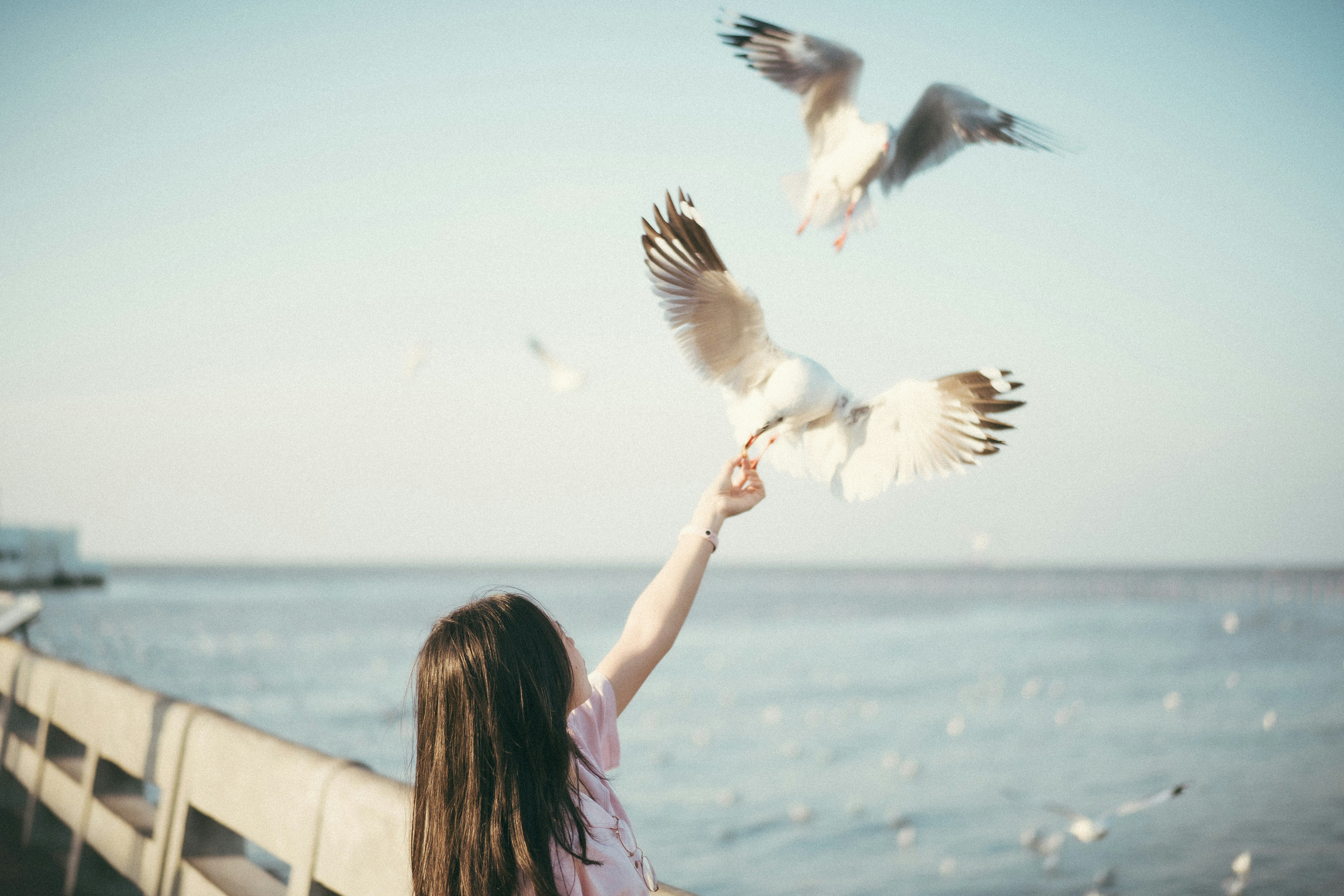 Wings and Waves: A Pier Moment of Hand and Flight