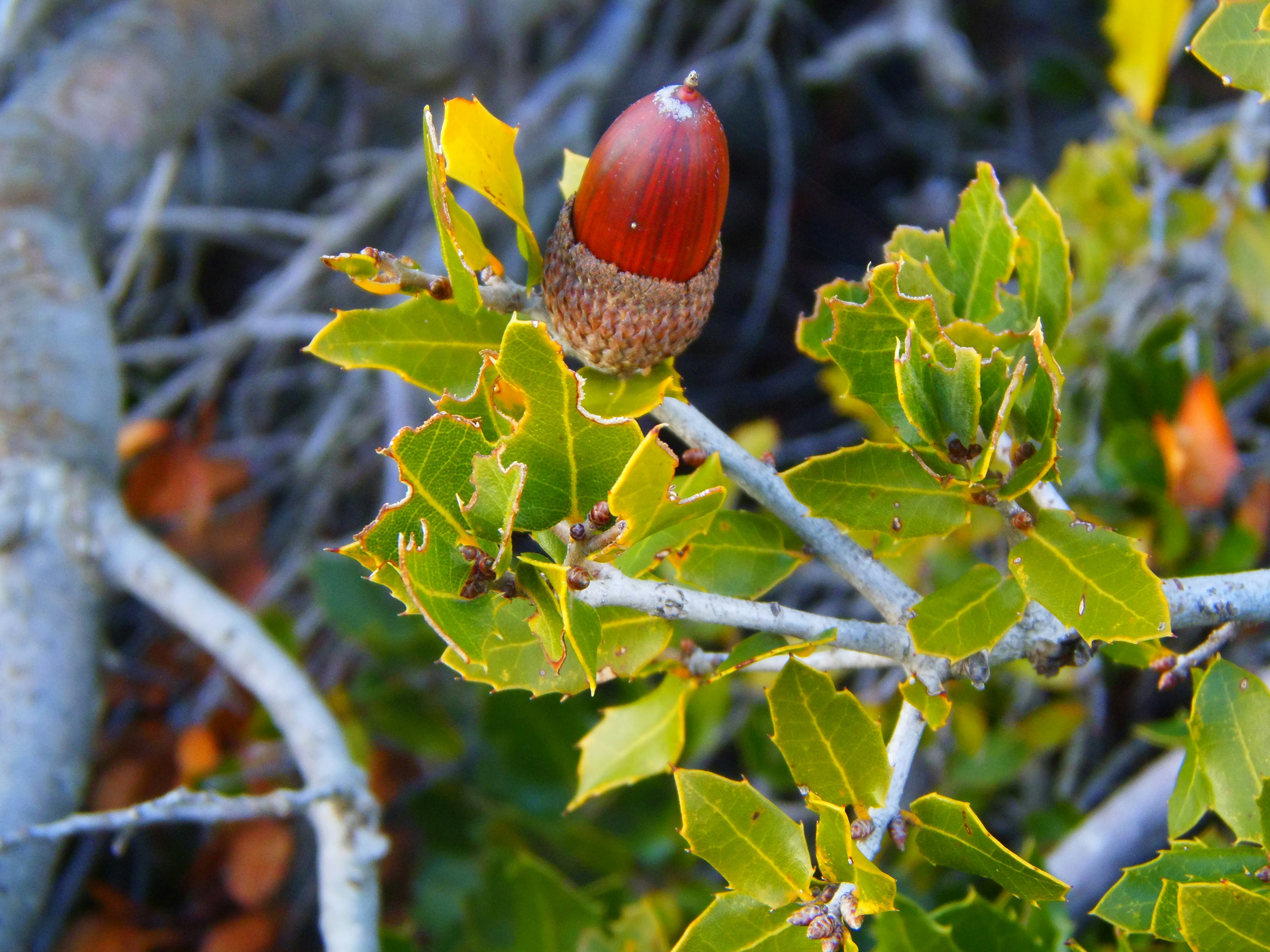 Close-up of an acorn nestled among vibrant green leaves, showcasing the details of nature's growth and resilience.