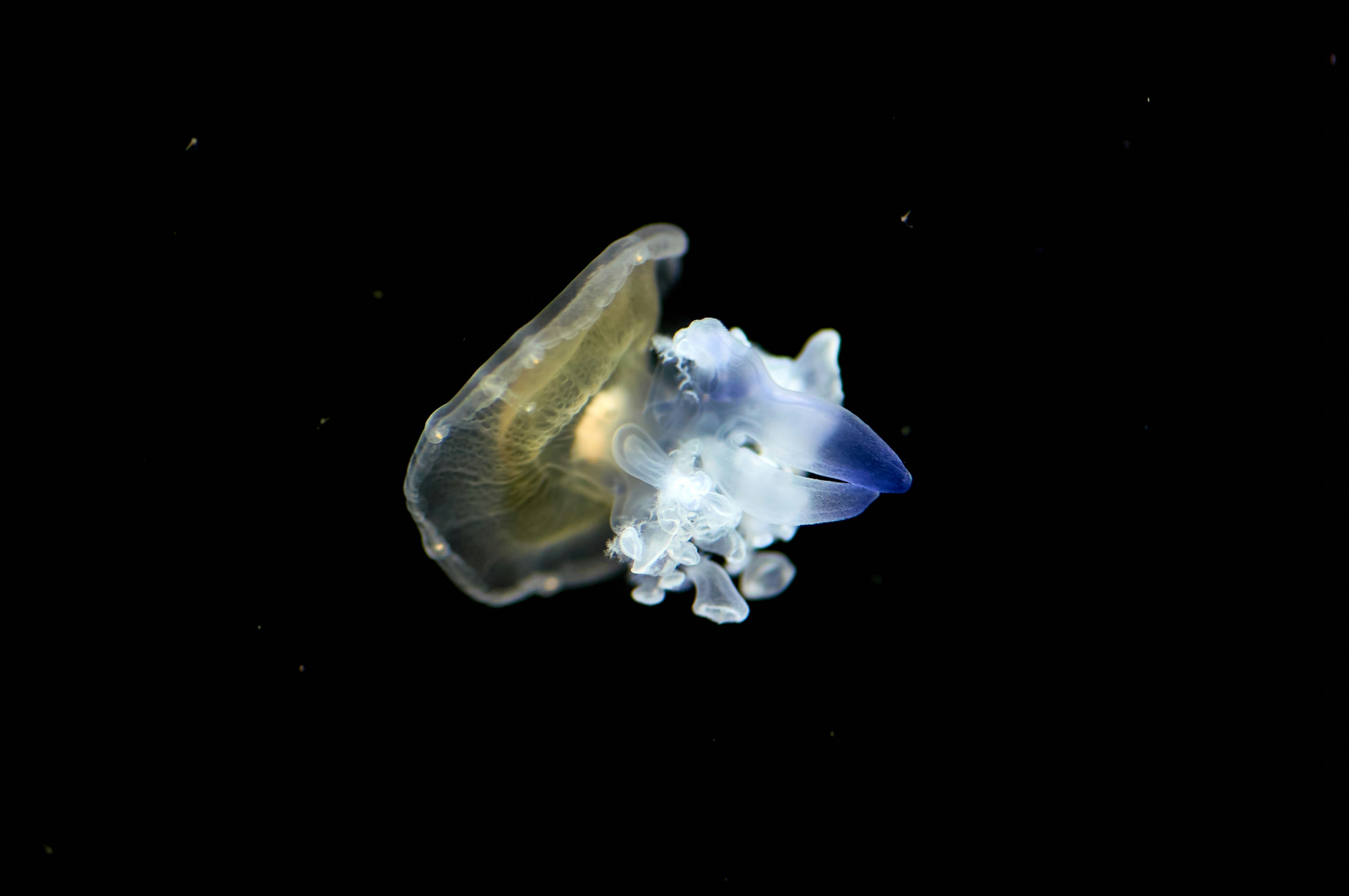 White and gray jellyfish in water photo – Free Animal Image on Unsplash