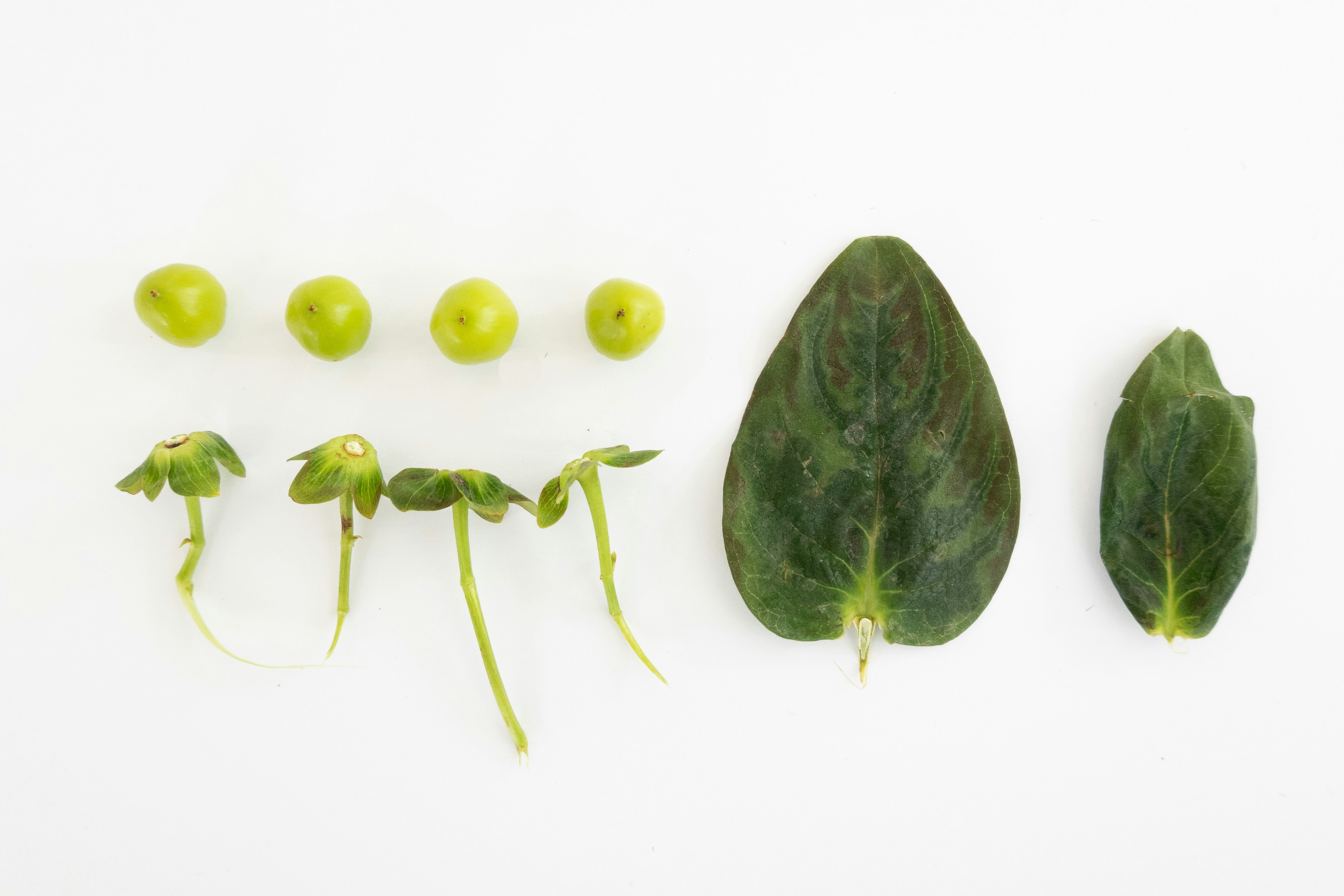 Progression of Pea Growth: From Bud to Leaf Against a Clean White Backdrop