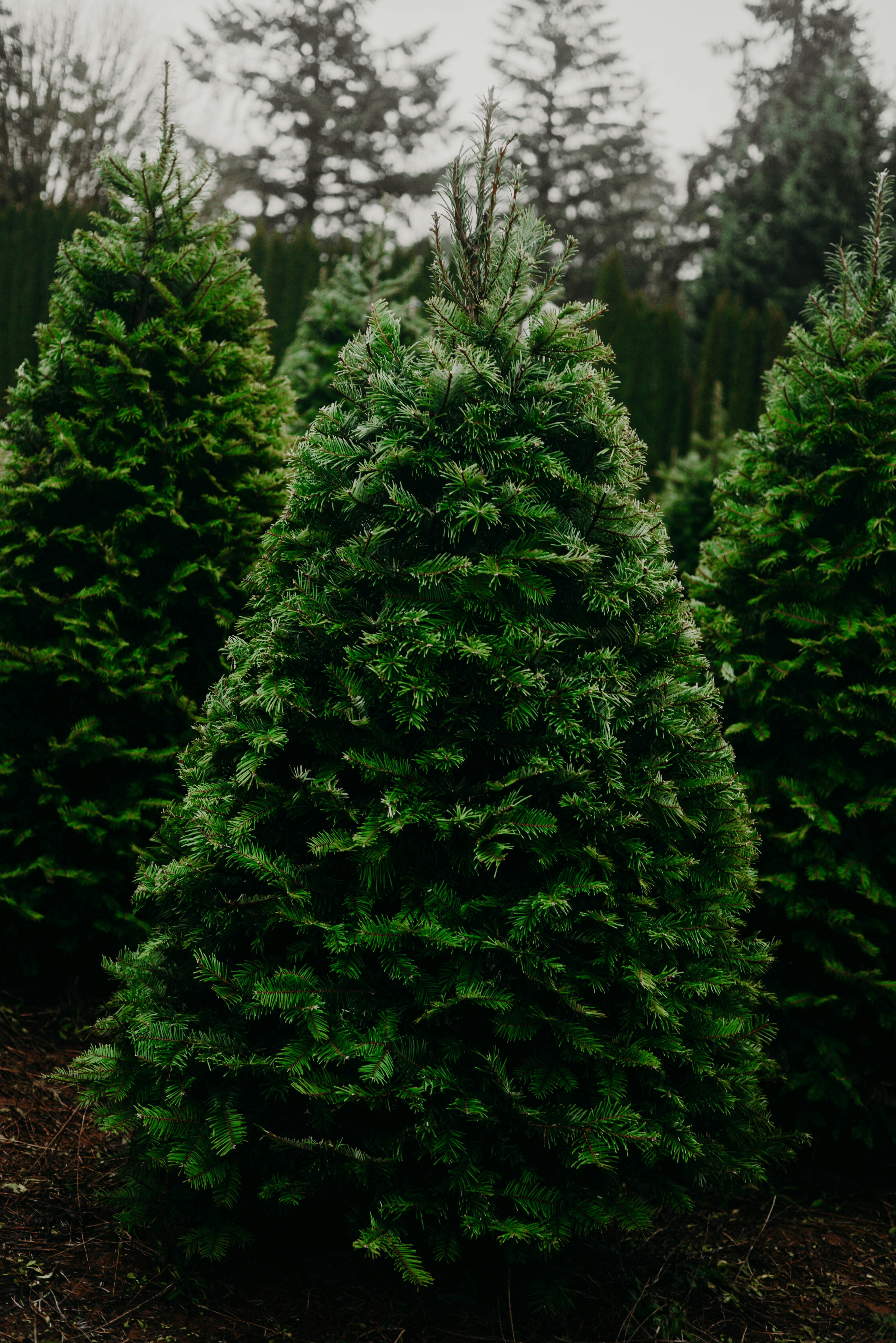 Conifer Crown in a Sea of Evergreens