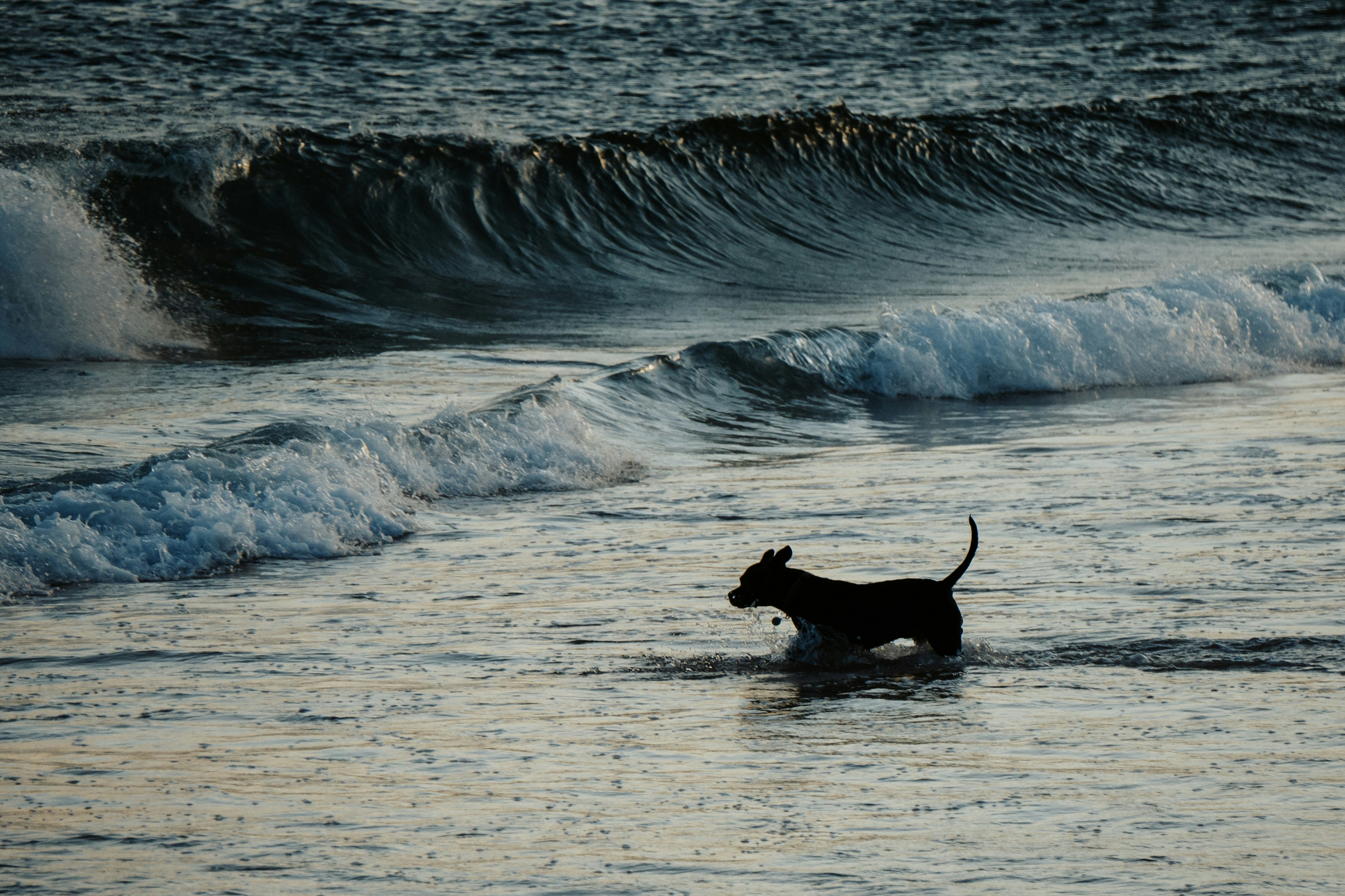 A dog joyfully splashes through the shallow waters of the beach, framed by gentle waves under a golden sunset.