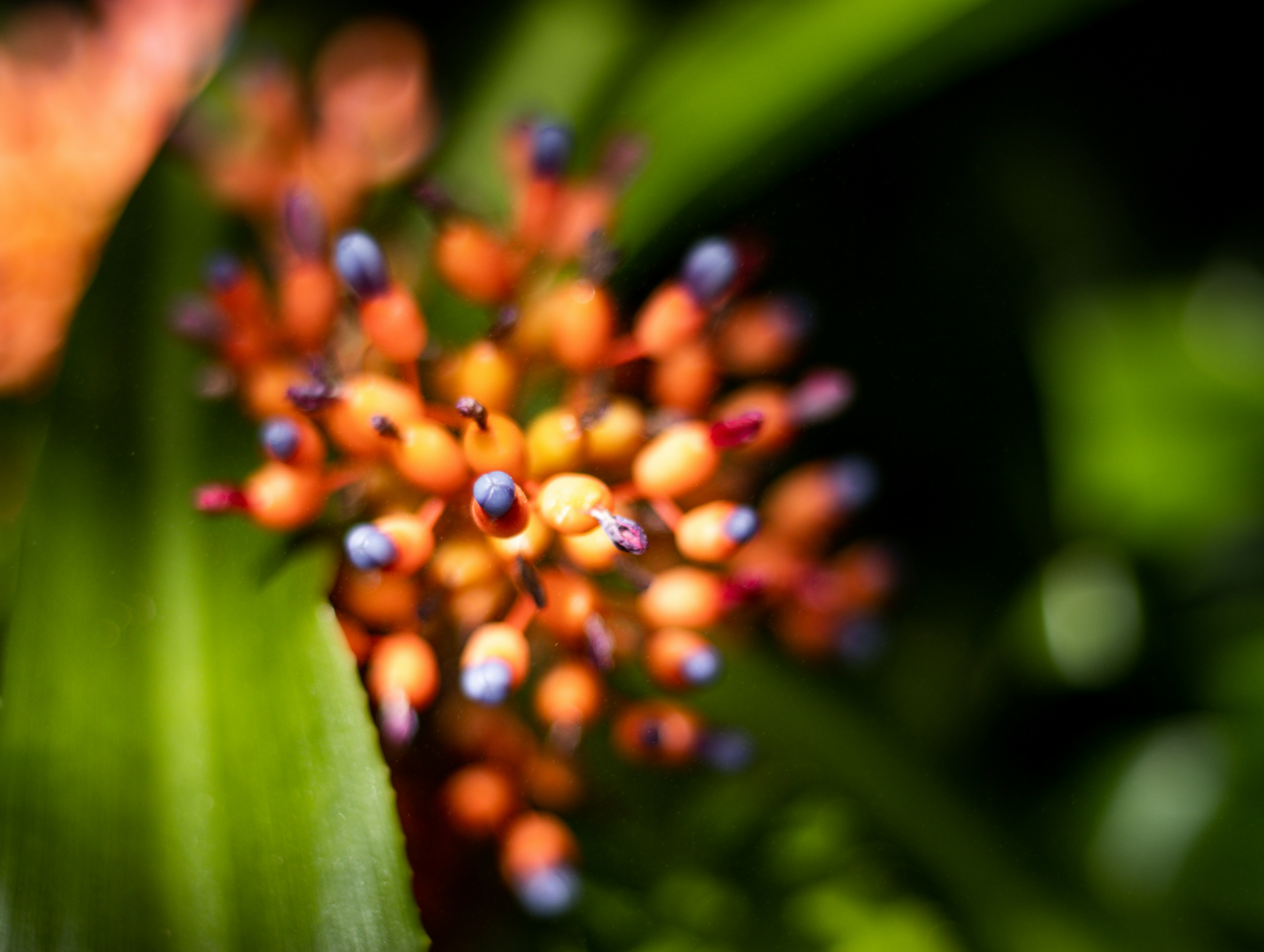 Macro Burst: Orange-Blue Seed Pods Amid Verdant Blades