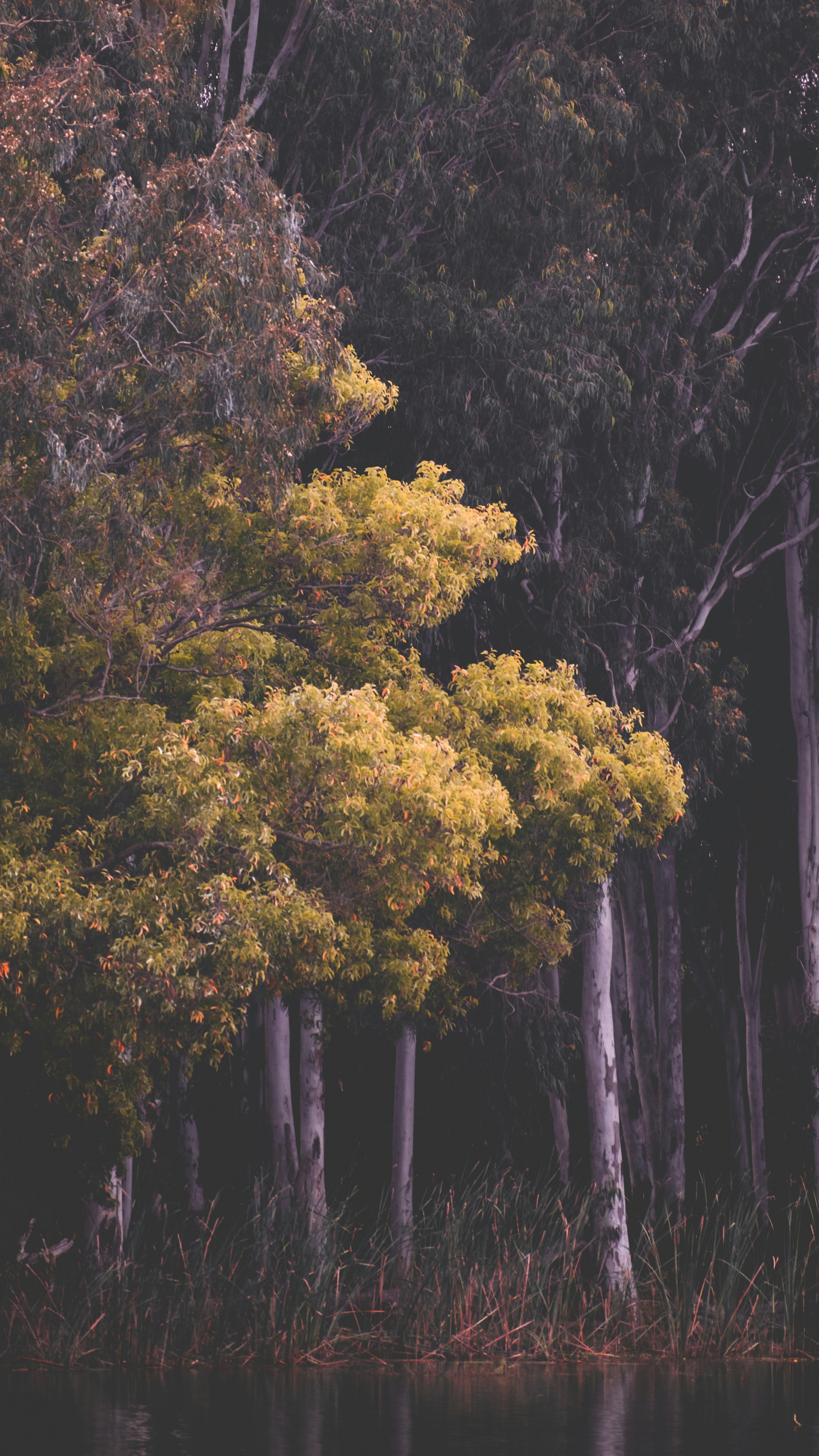 Amber Canopy by the Lake: A Quiet Grove at Dusk