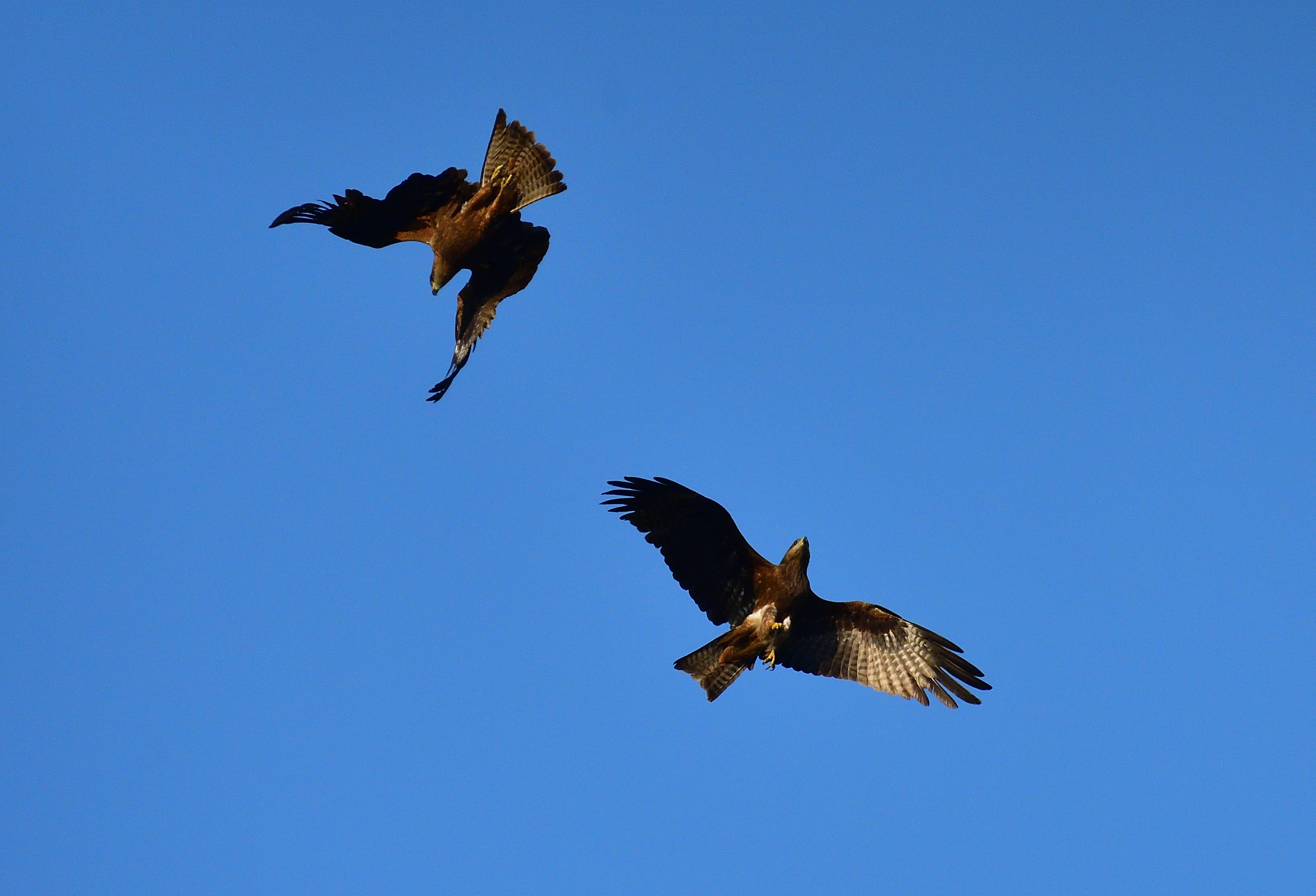 Dual Raptors in a Cerulean Sky