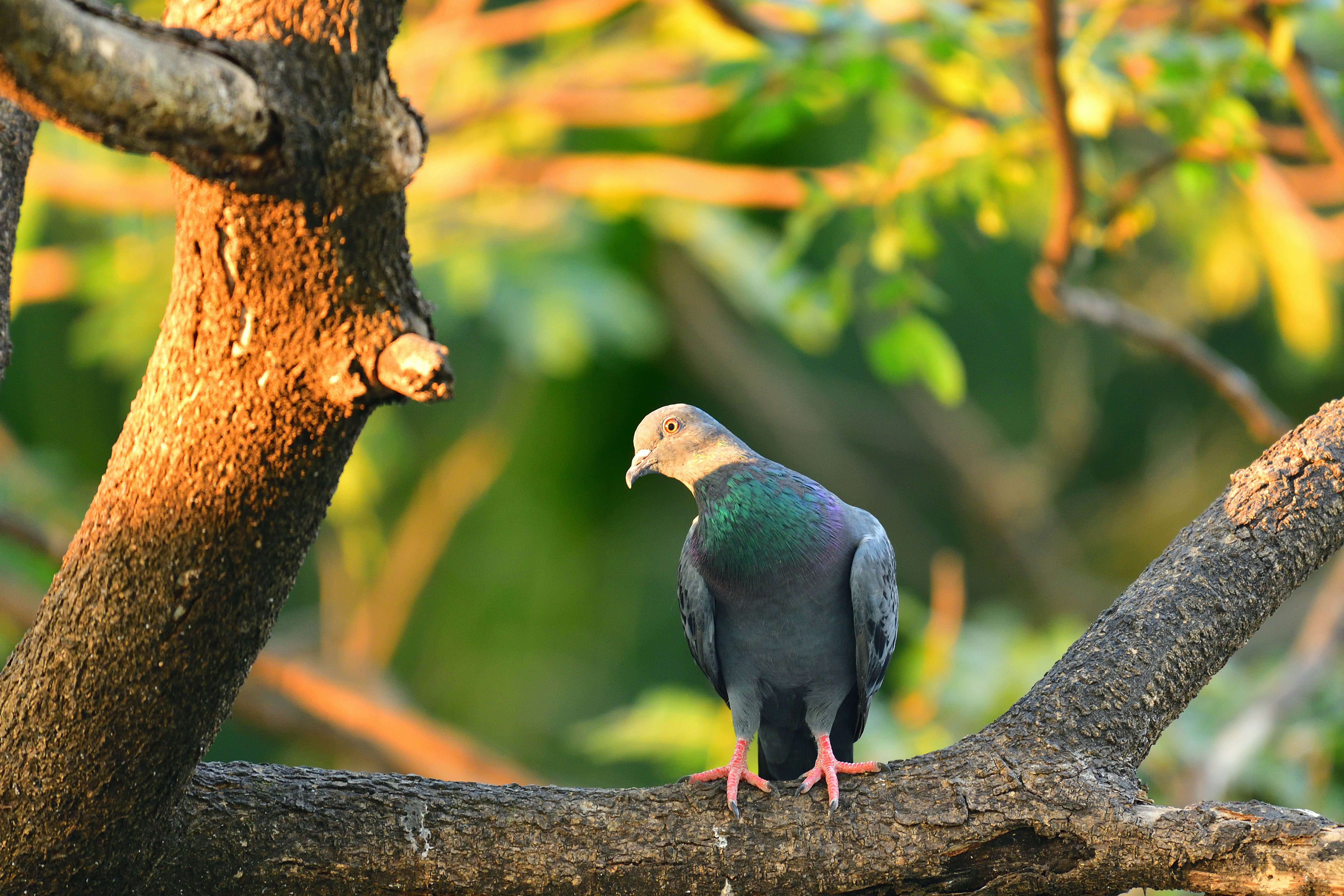 Golden hour - Pigeon