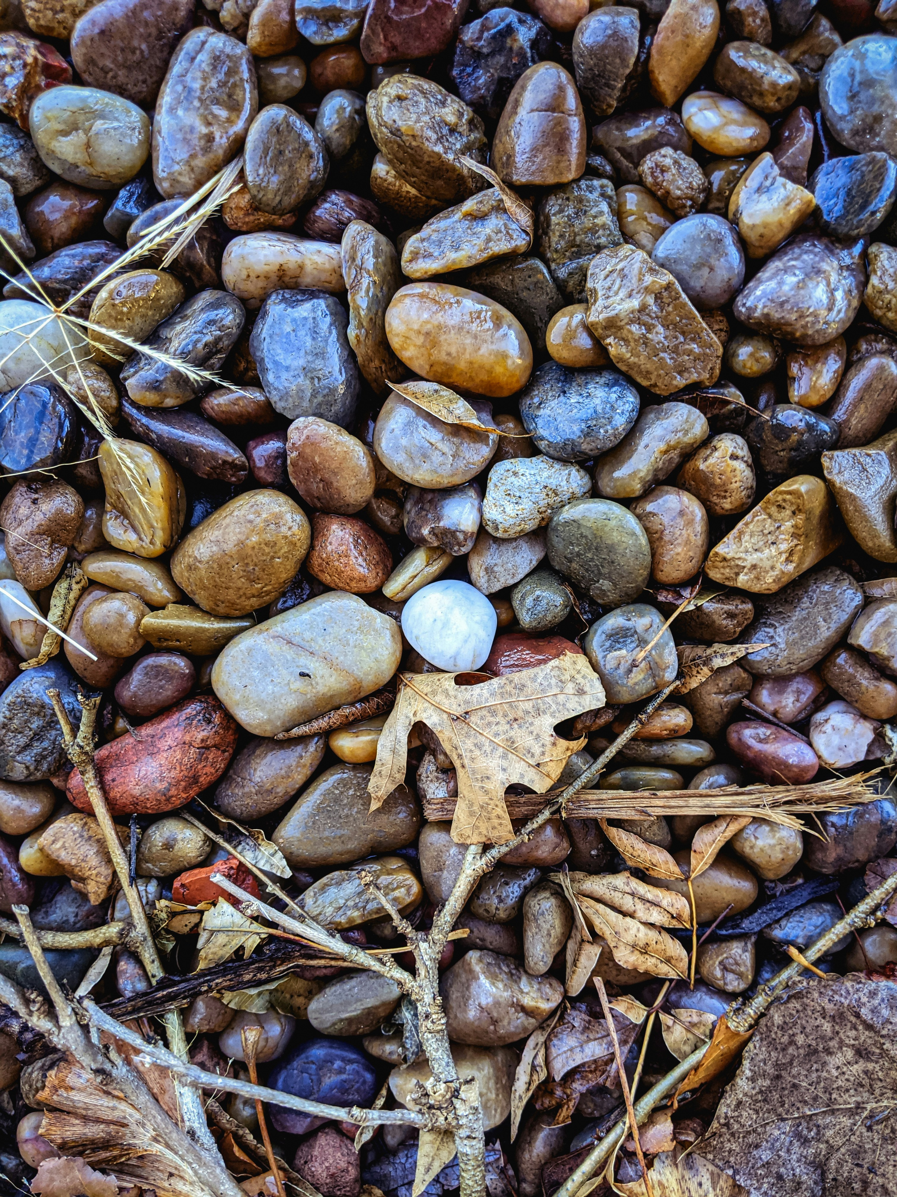A close-up view of colorful pebbles interspersed with dried leaves and twigs, showcasing the intricate textures of nature's artistry.