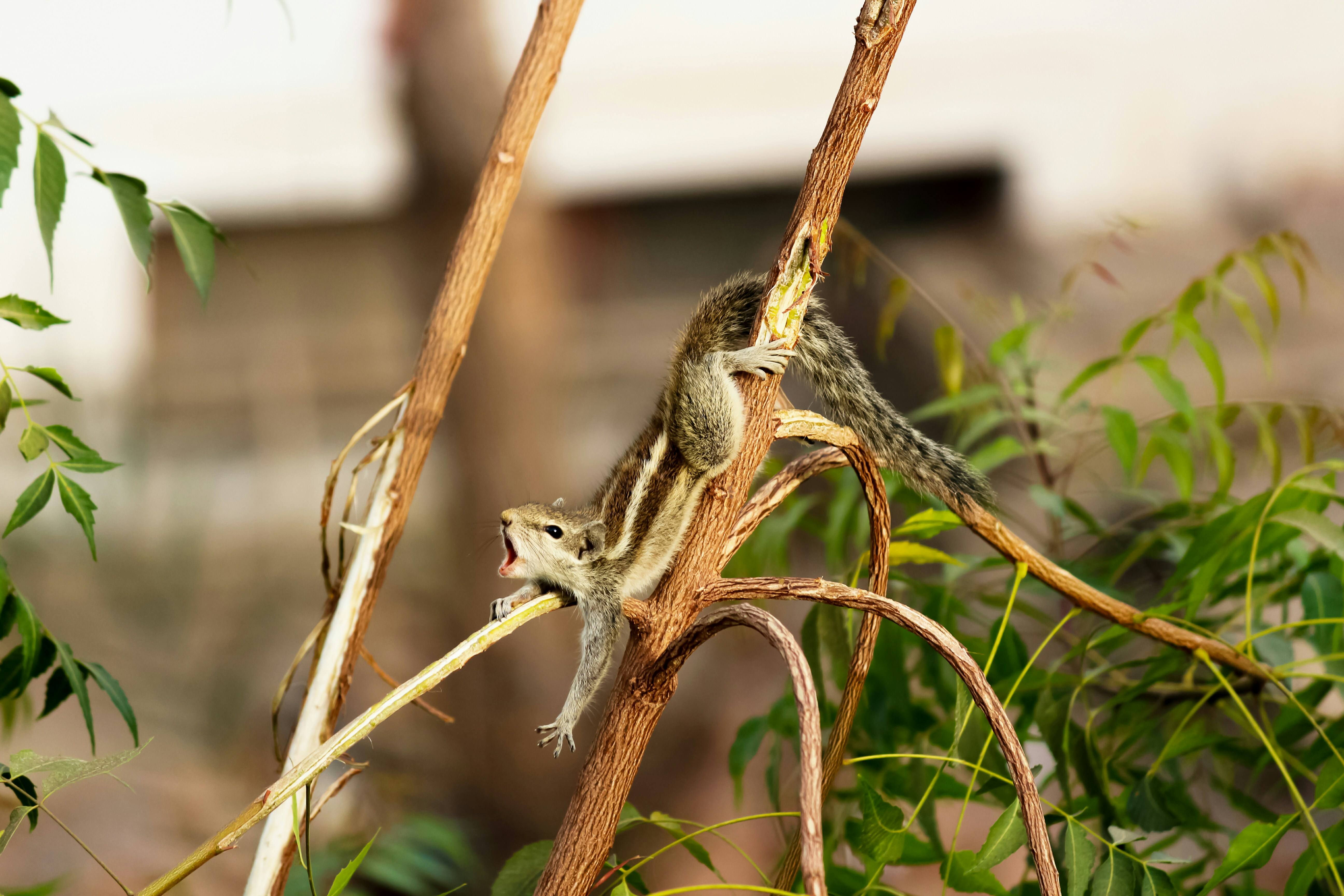 Brown and black lizard on brown stem photo – Free Animal Image on Unsplash