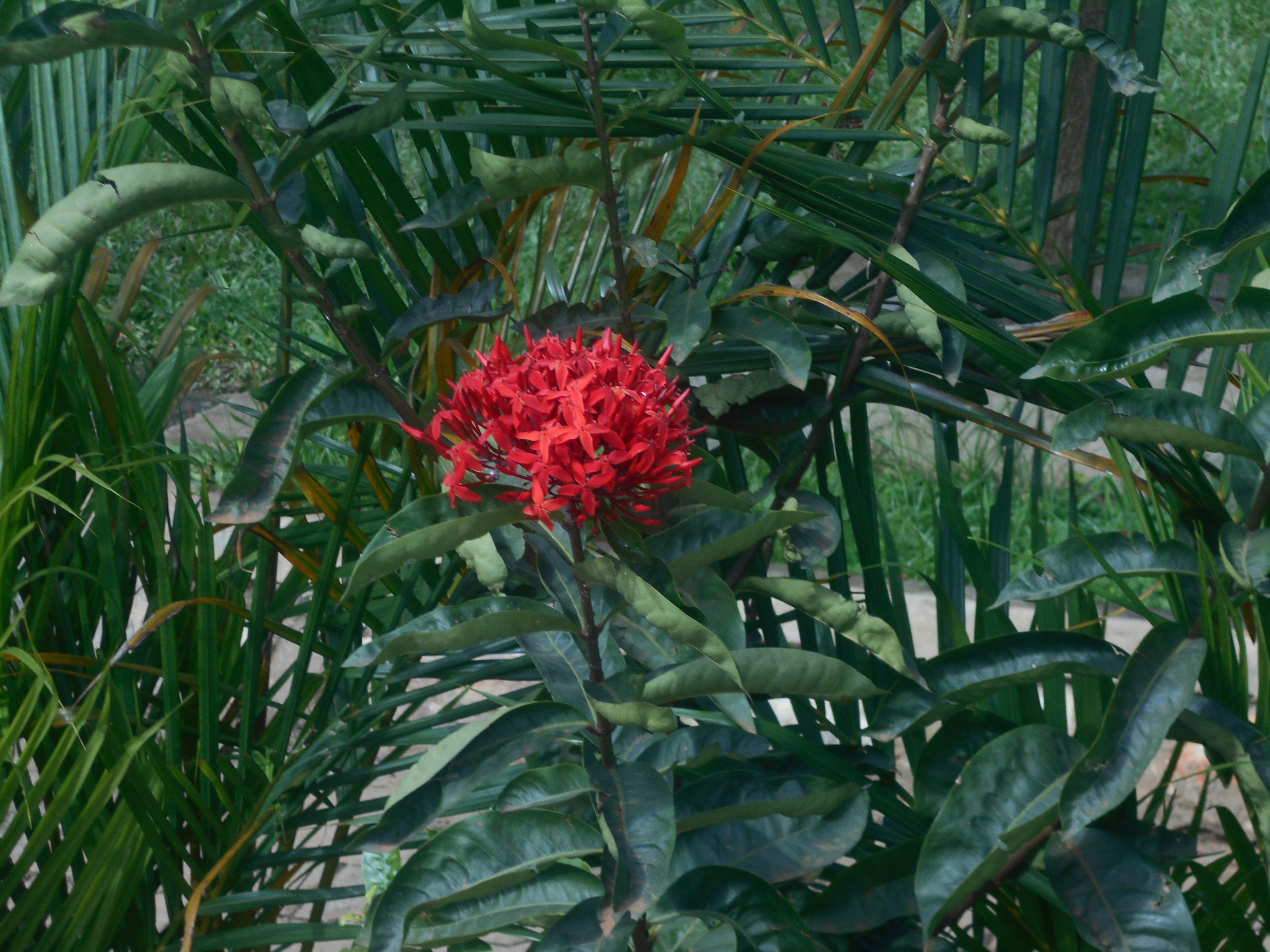 Vibrant red flower nestled among rich green leaves, showcasing the contrast of colors in a natural setting.