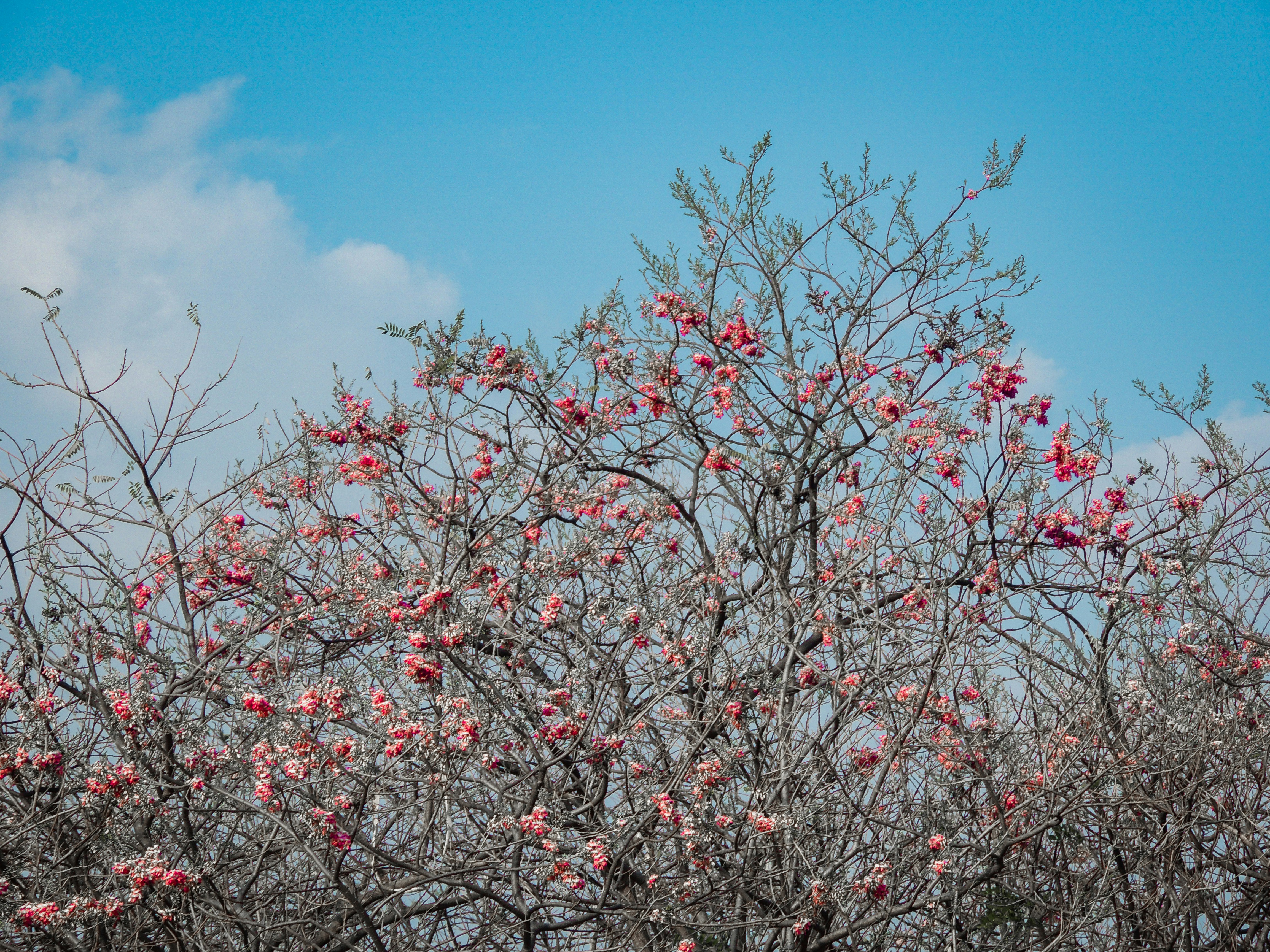 Pink Blossoms Stitch the Winter Branches Under a Cerulean Sky