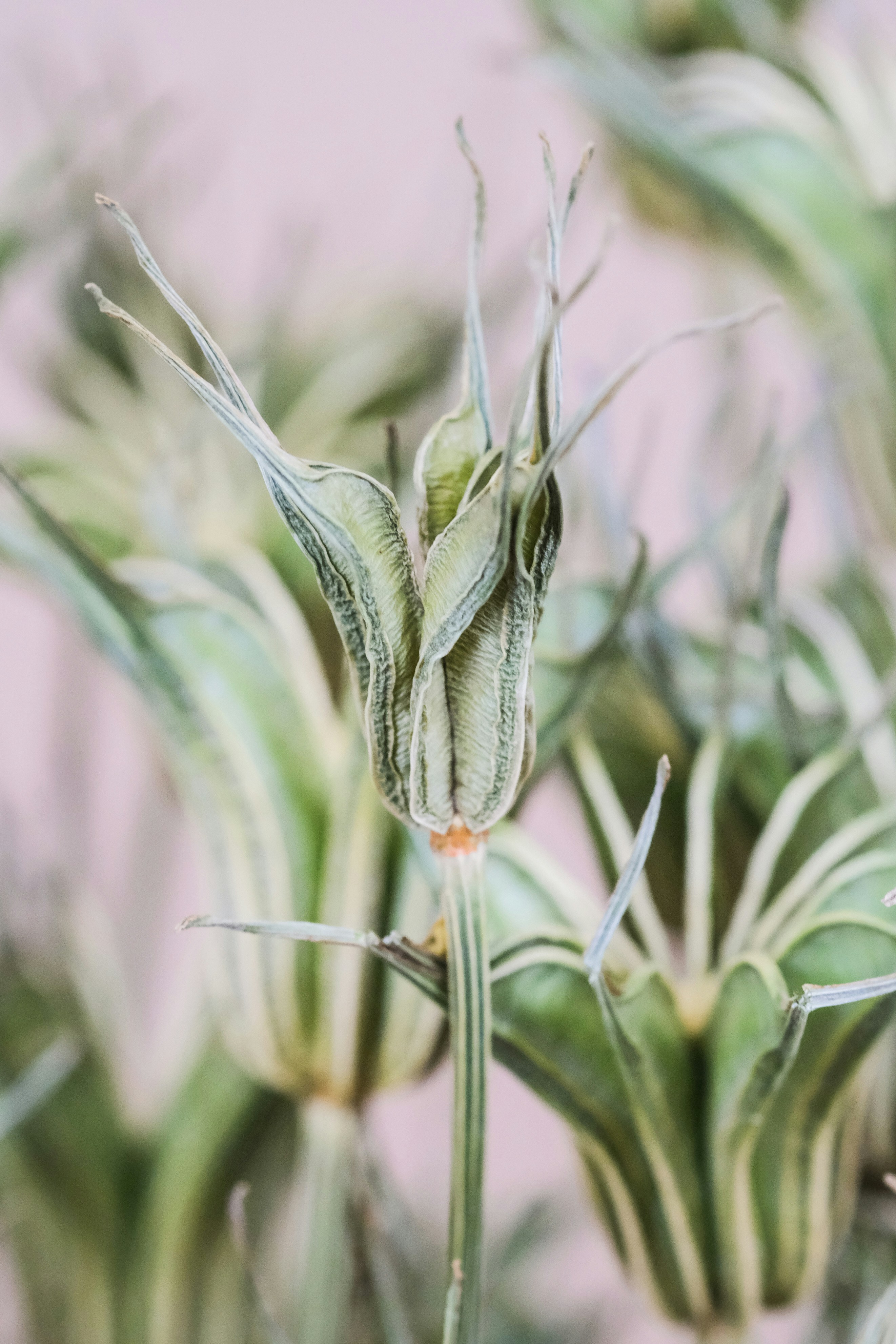 Blossoming Seed Pod Rising from Soft Focus Greens