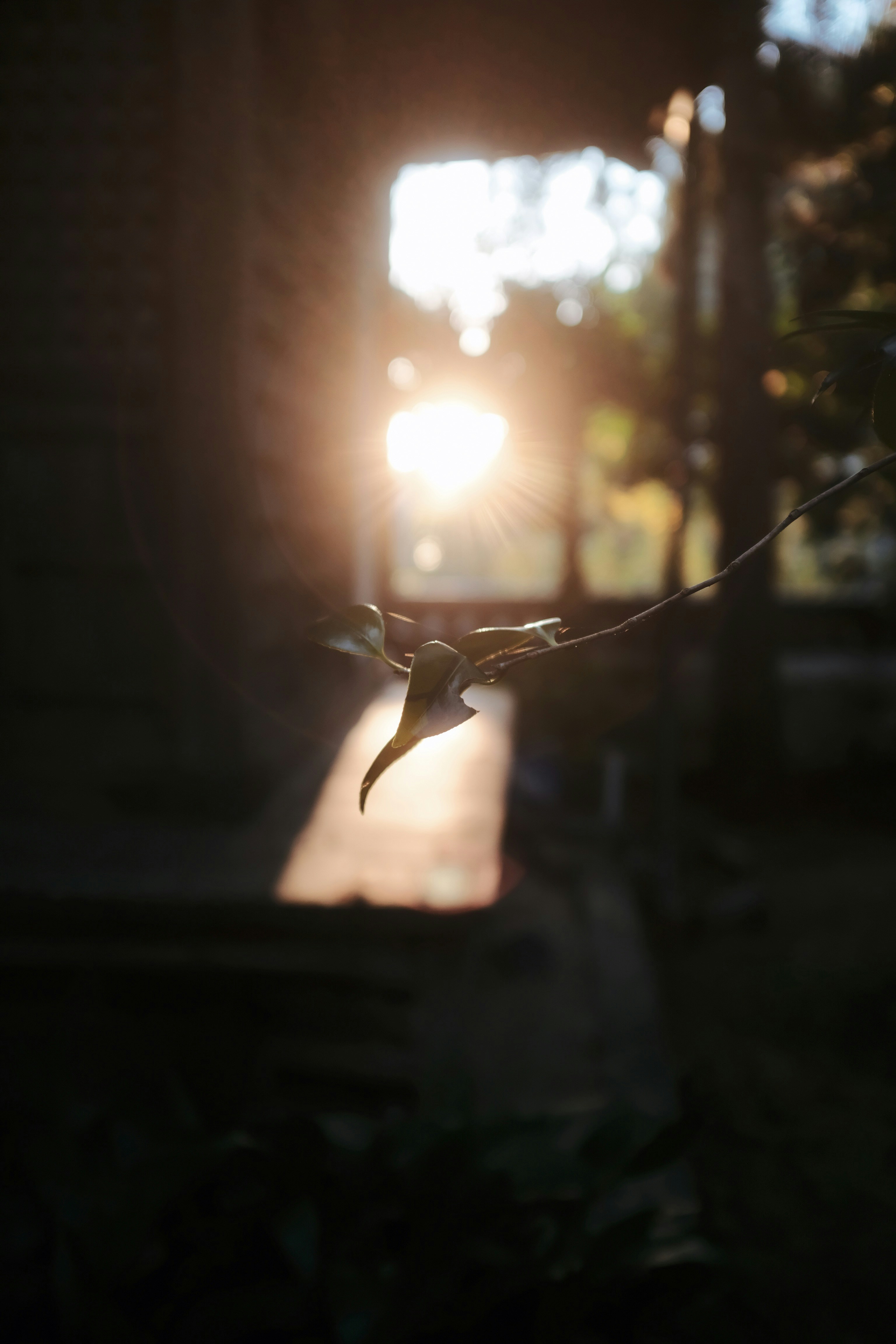 Sunlit Vein: A Leaf Threading Through Evening Light