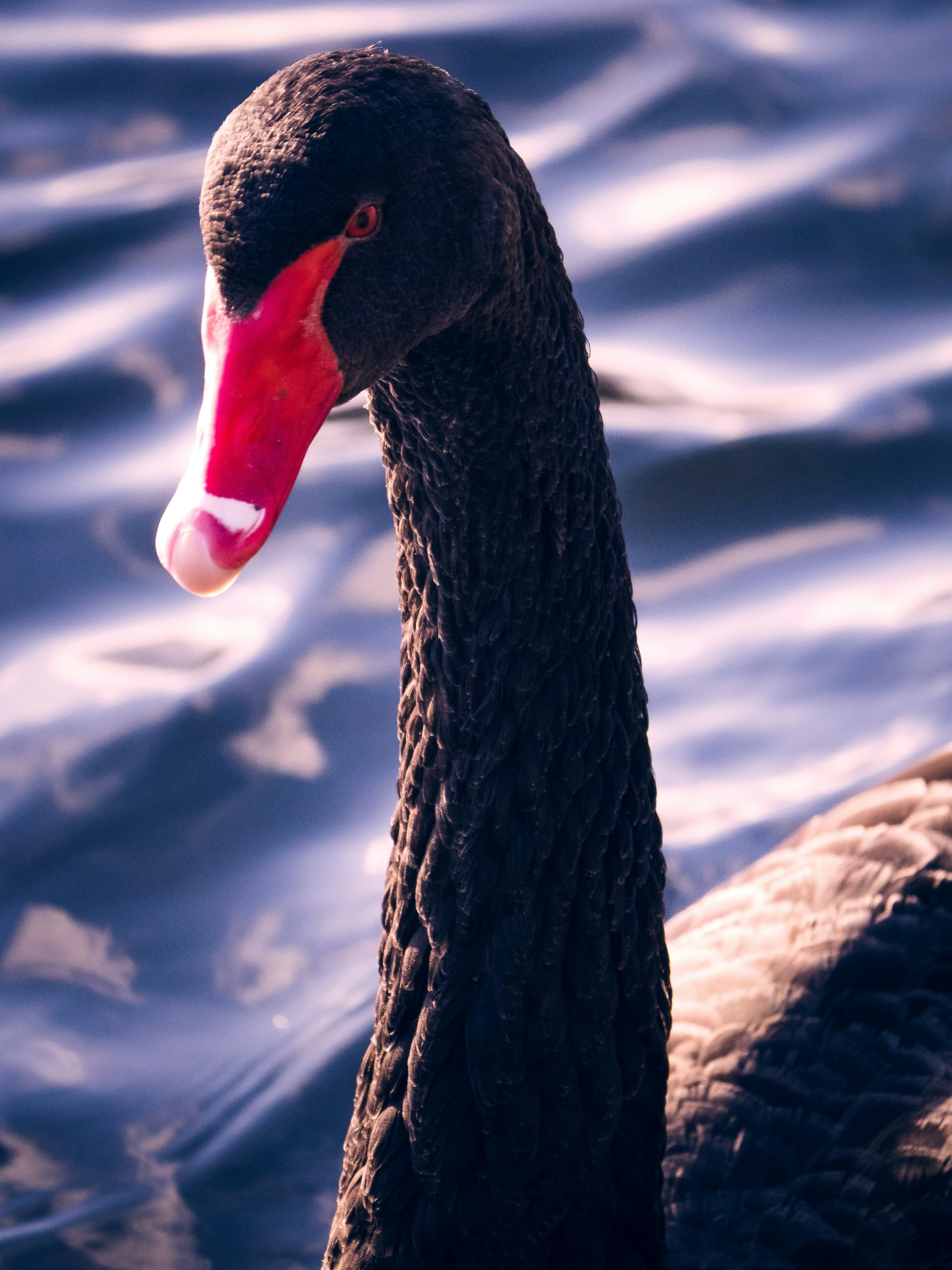Red-Beaked Focus: A Close-Up Portrait of a Black Swan