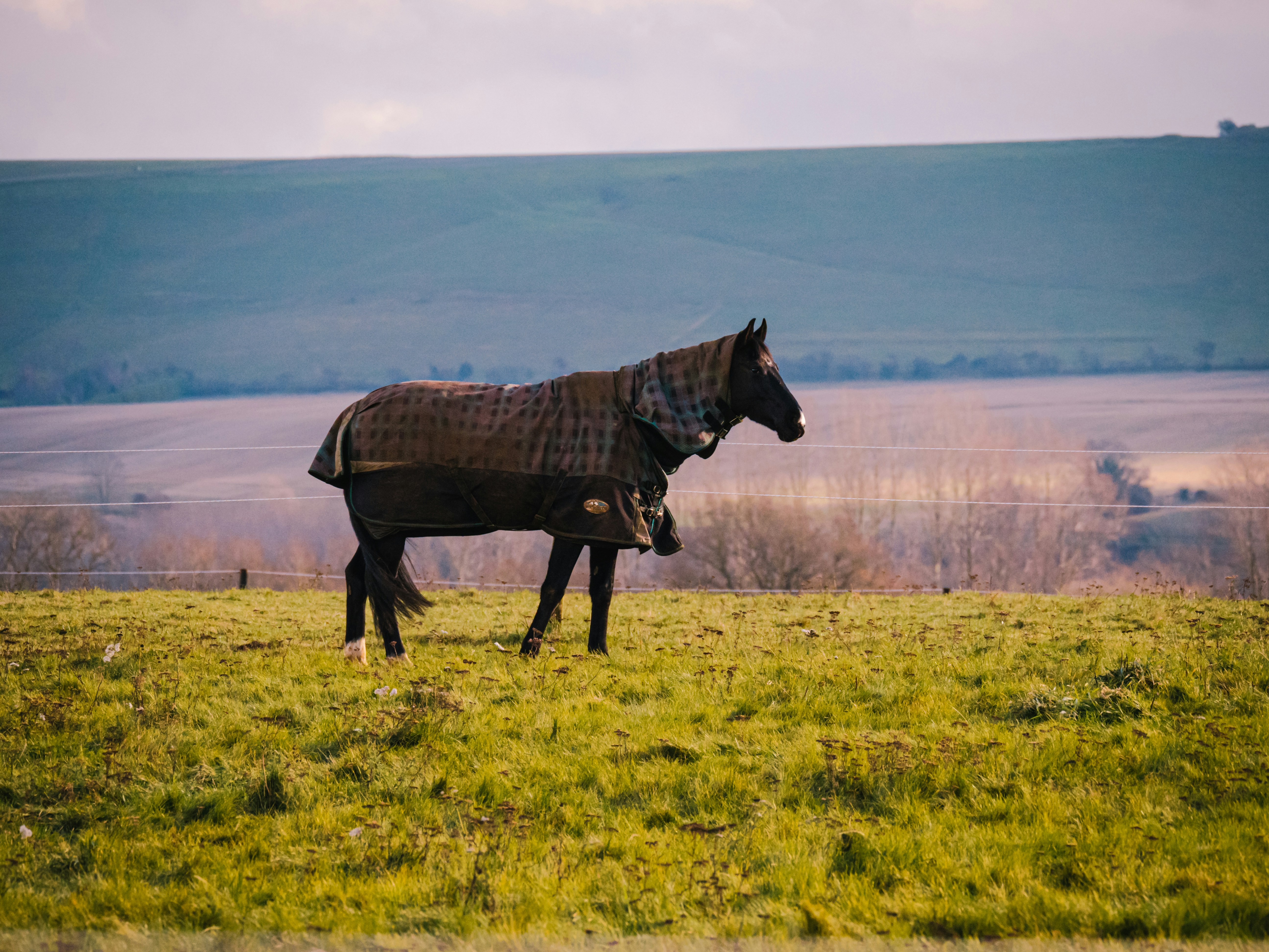 Serene Pasture Companions