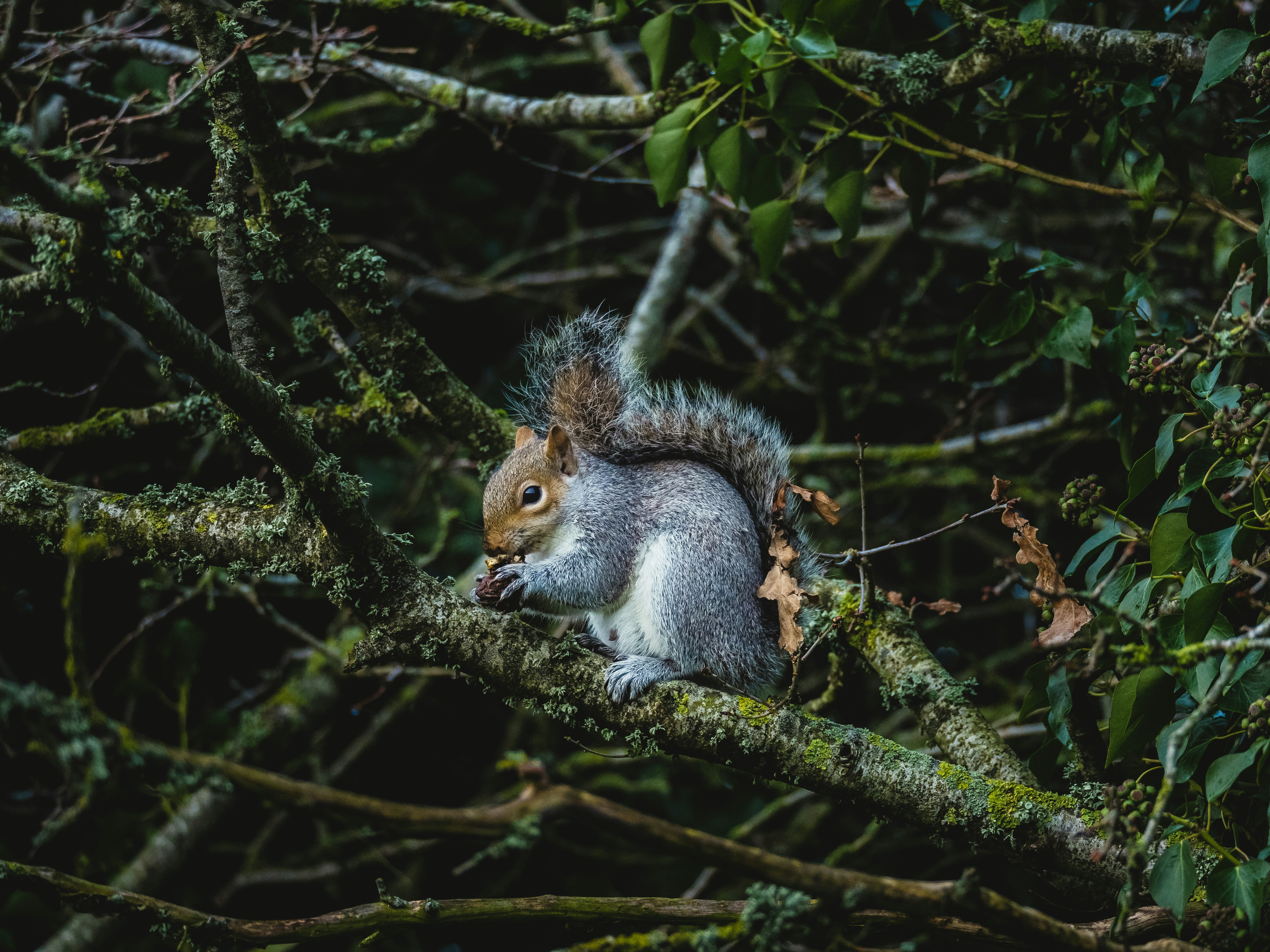 gray squirrel on tree branch during daytime