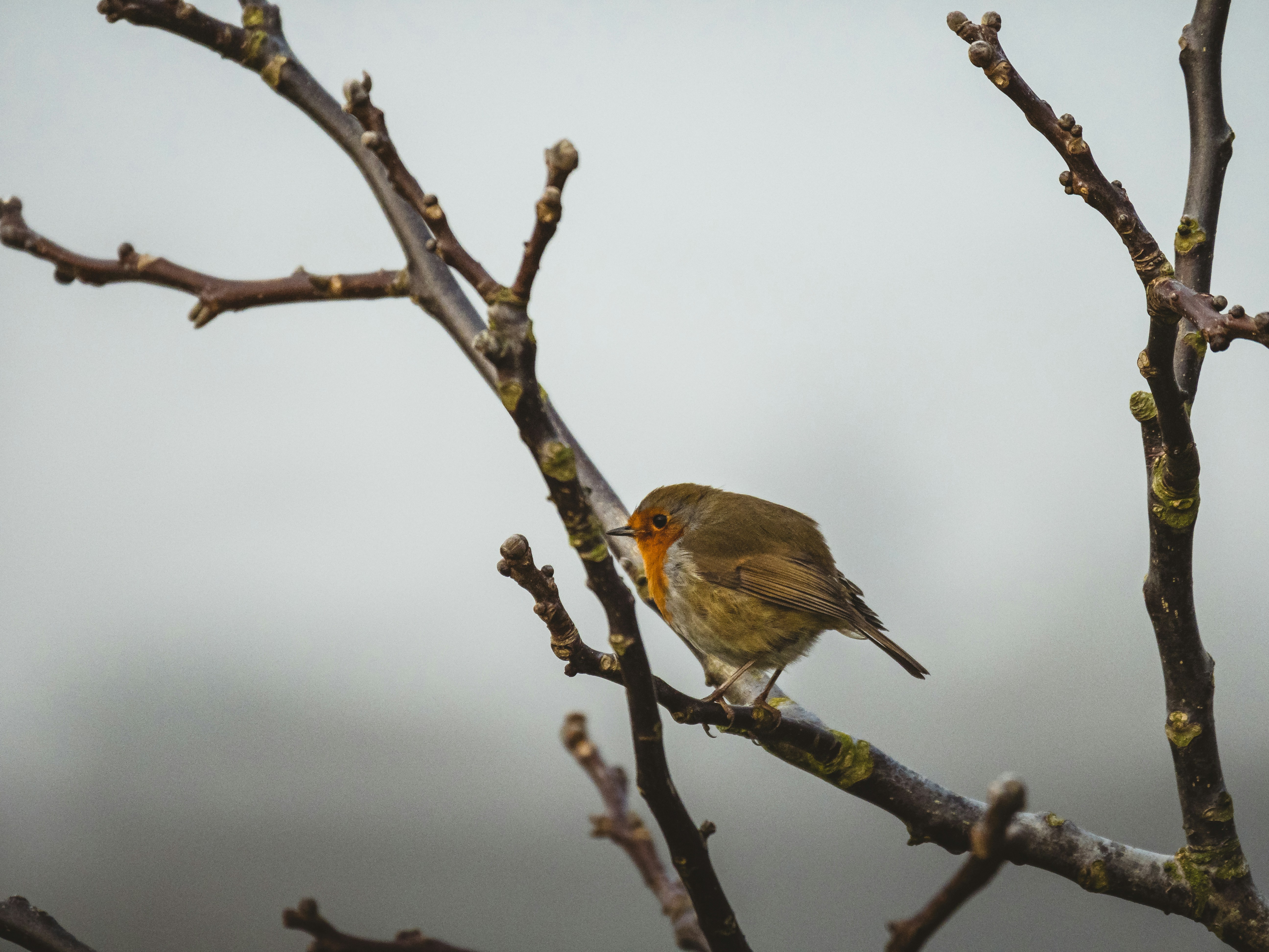 Winter Robin on a Mossy Branch: A Quiet Perch in Pale Light