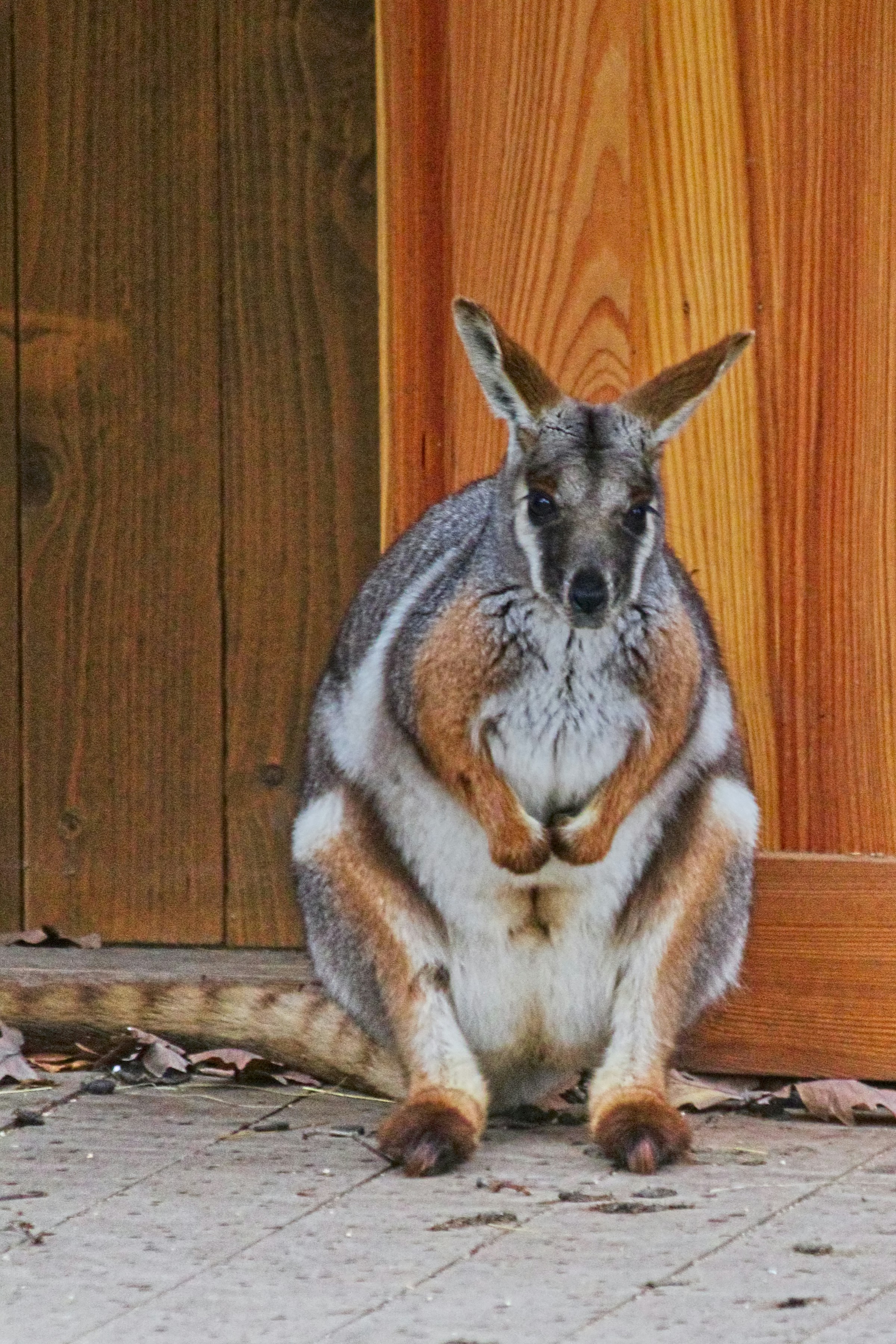 Curious Kangaroo Bench-Guard at Dawn Gate