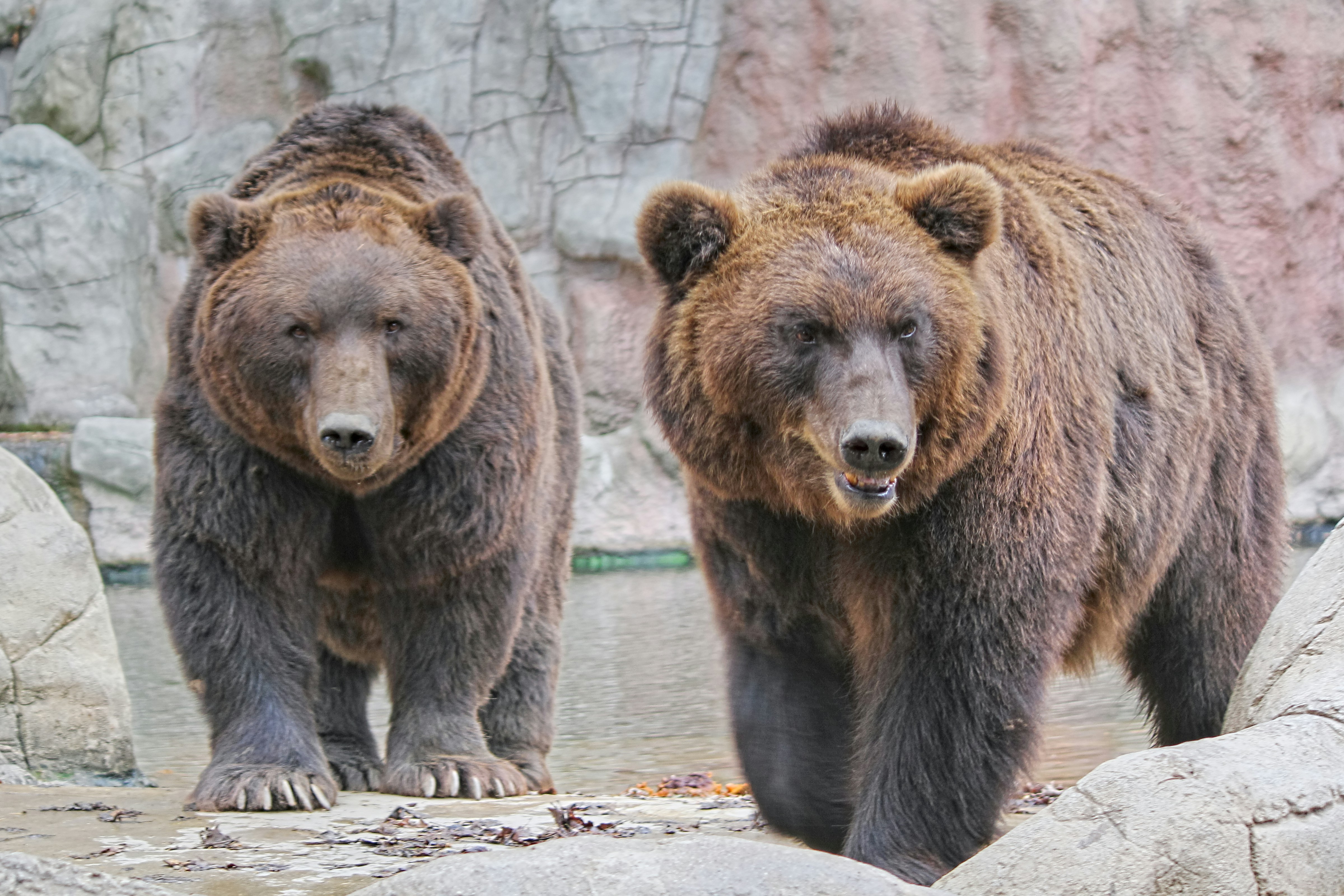 Twin Brown Bears Stand Guard at a Rocky Zoo Pool