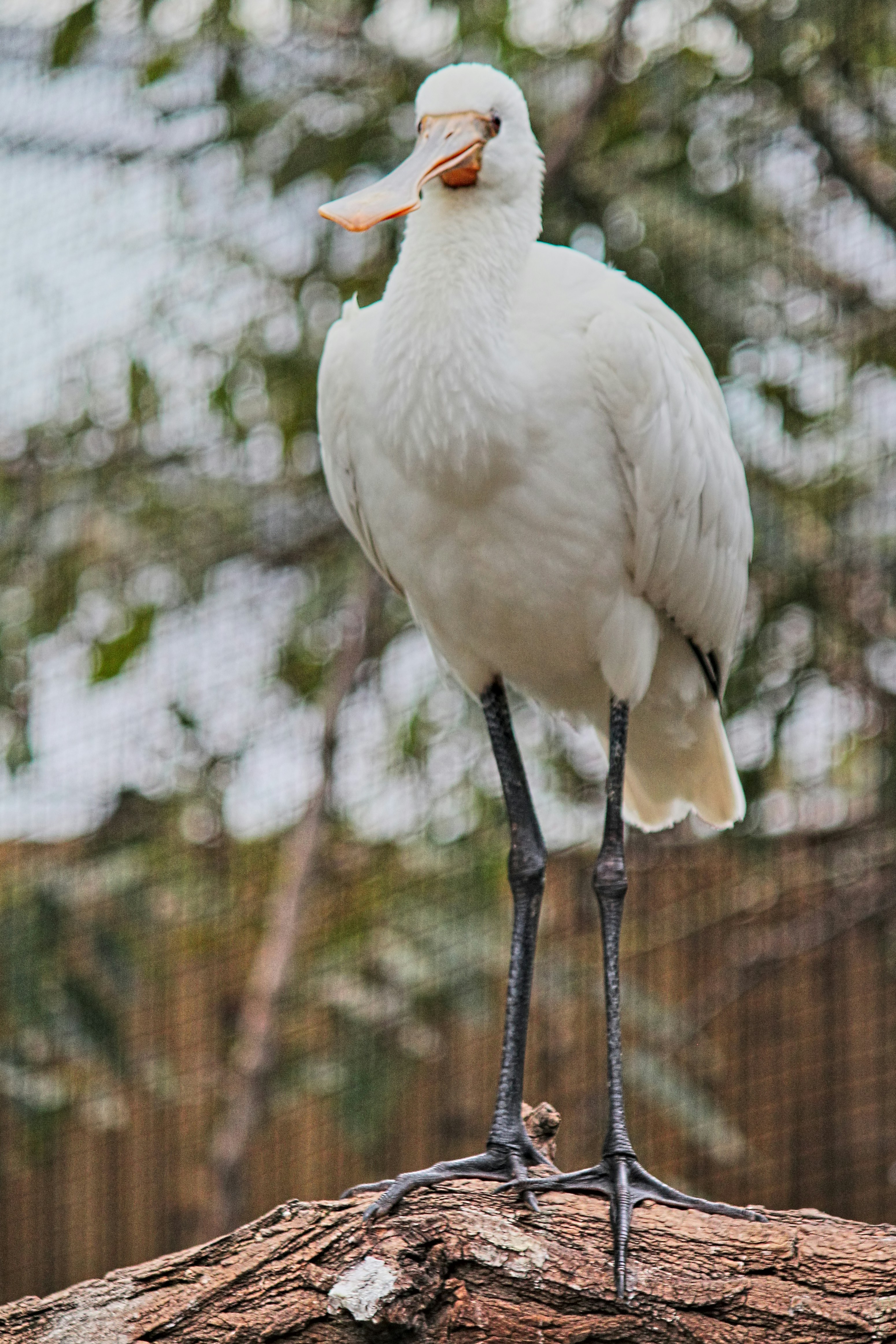 white bird on black metal cage