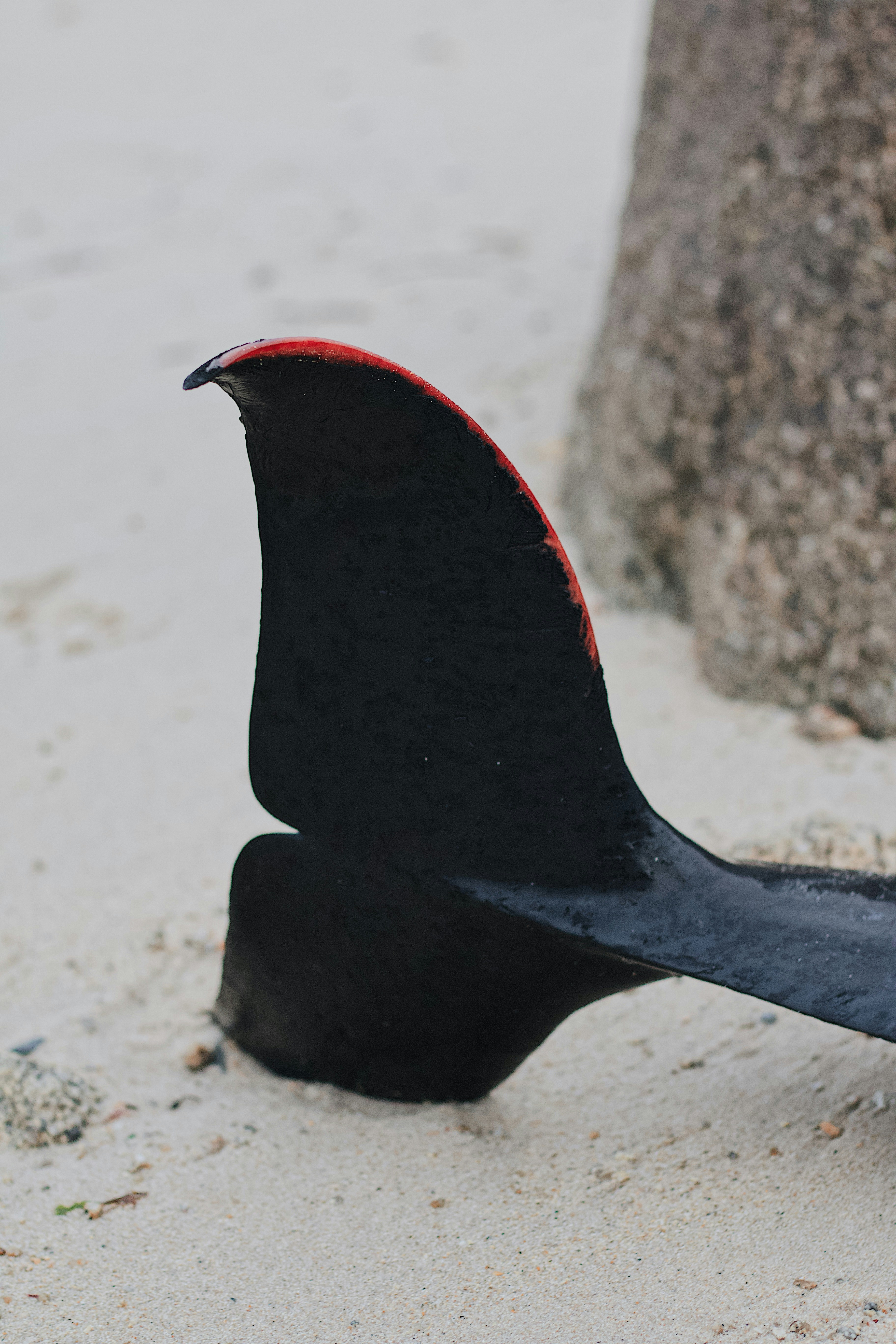 A close-up of a black and red fin partially buried in sandy beach, hinting at aquatic adventures nearby.
