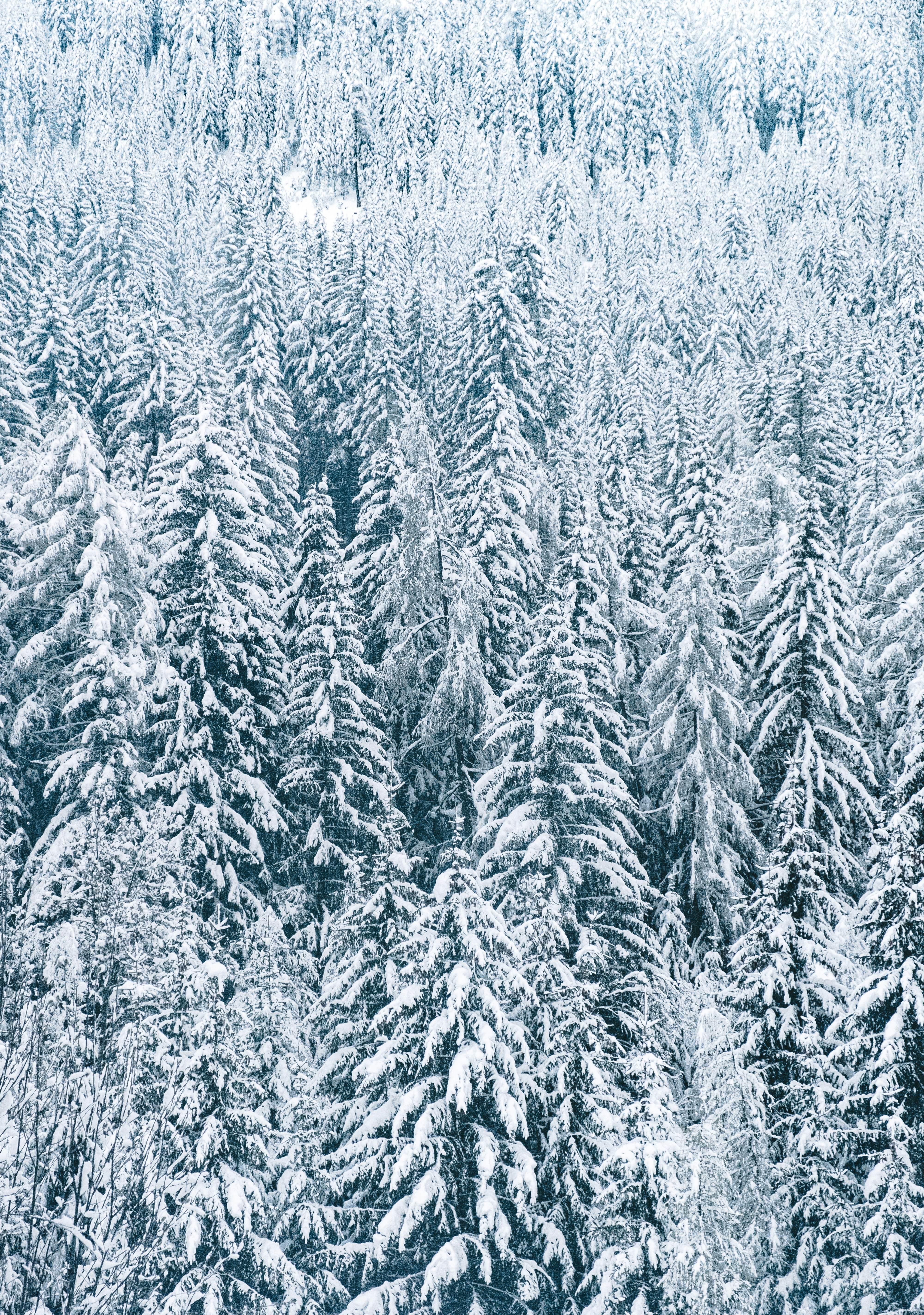 Snow-covered evergreen trees blanket the landscape, creating a serene winter wonderland. The intricate patterns of frost highlight the beauty of nature's quietude.