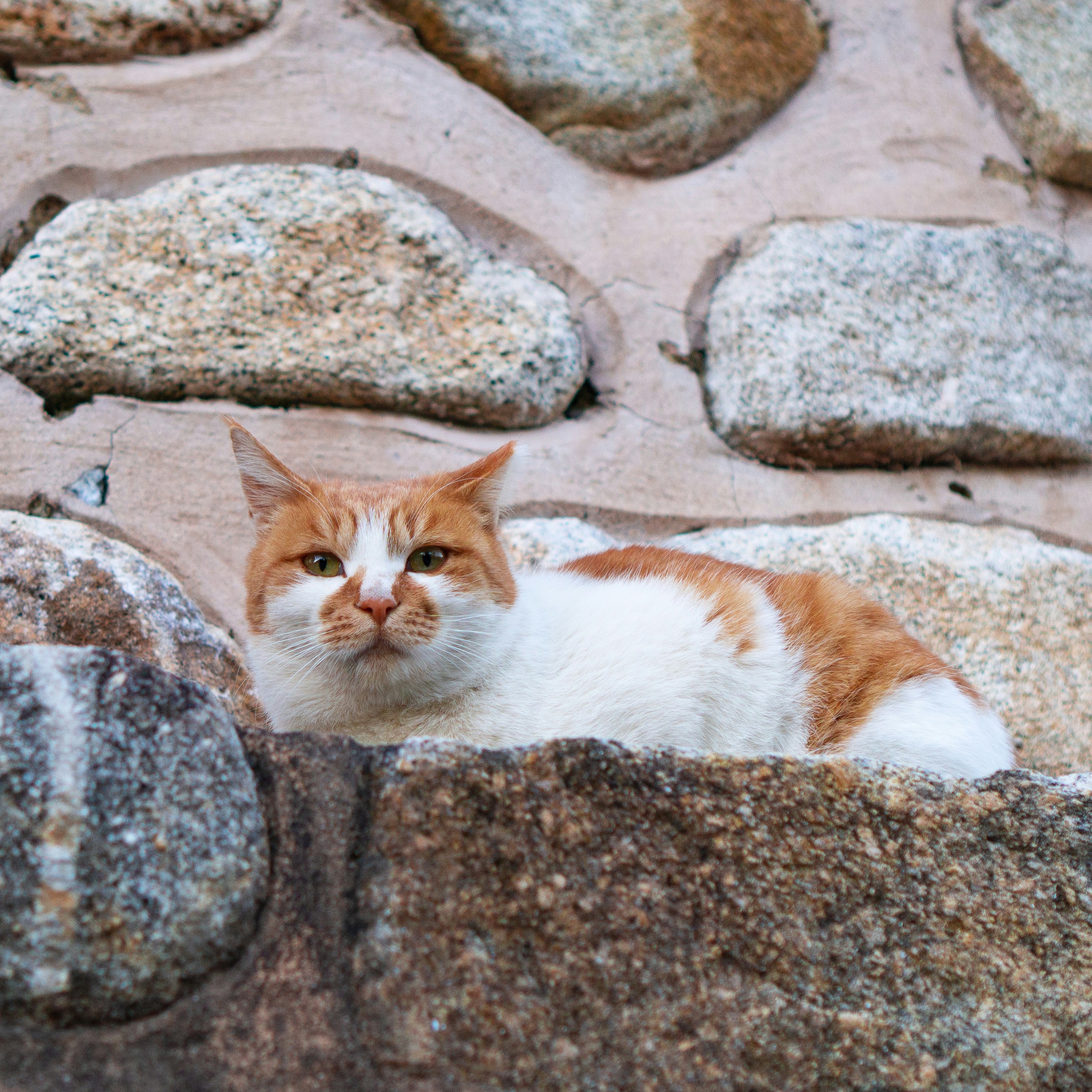 Orange and white cat lounging atop a stone wall, exuding a relaxed demeanor against a textured backdrop.