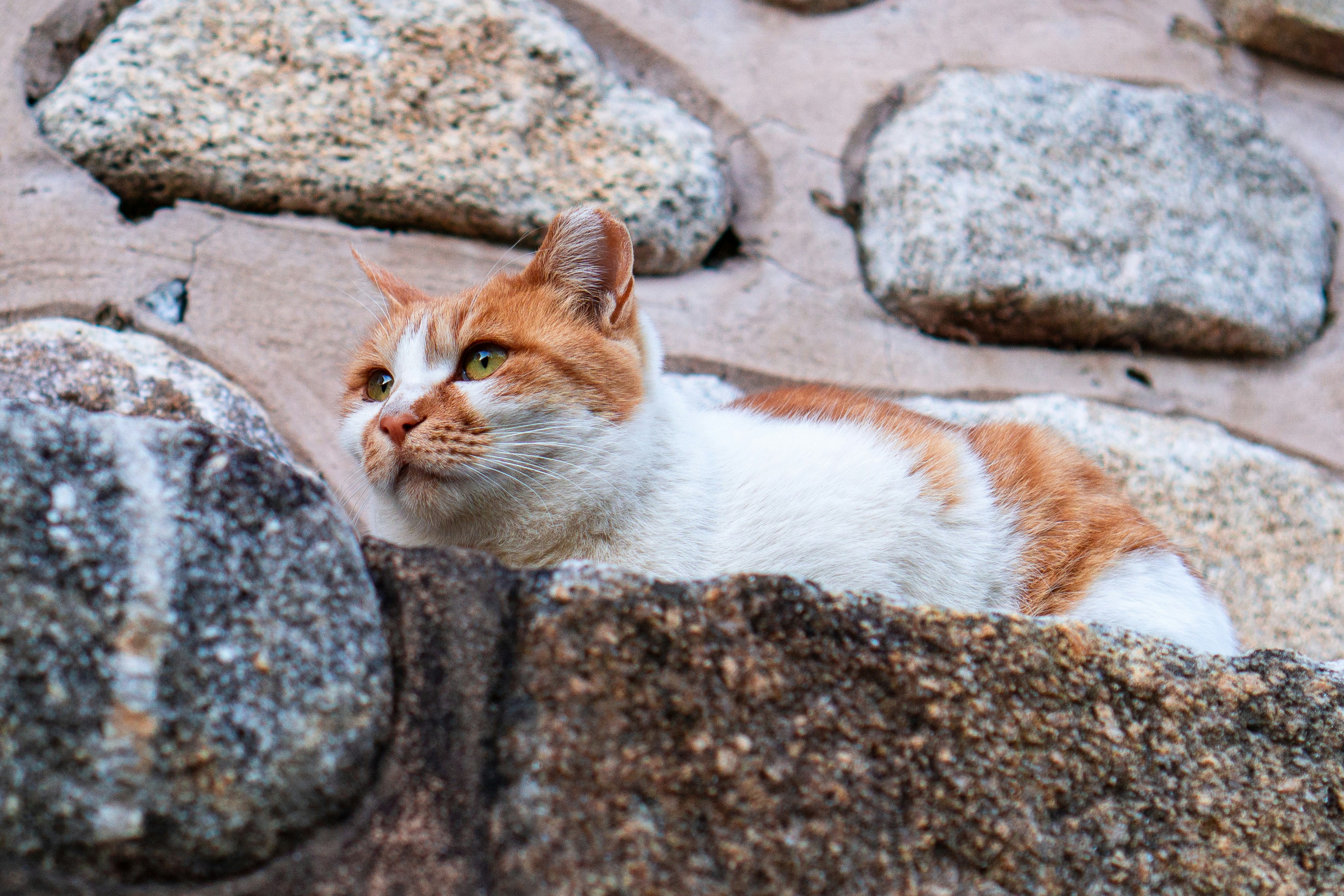 Cheese, a yellow cat sitting on a stone wall.