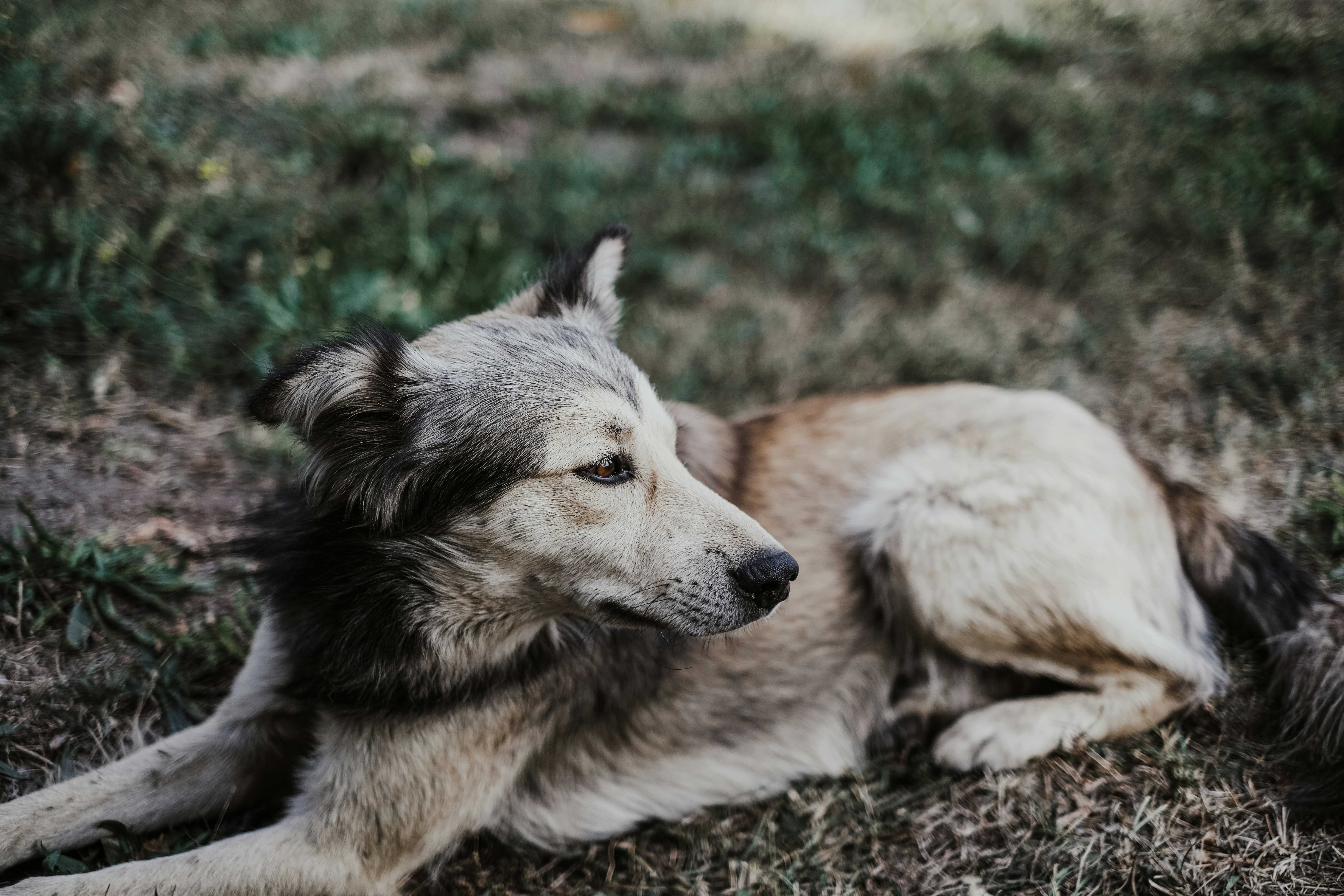 brown and white short coated dog lying on ground during daytime