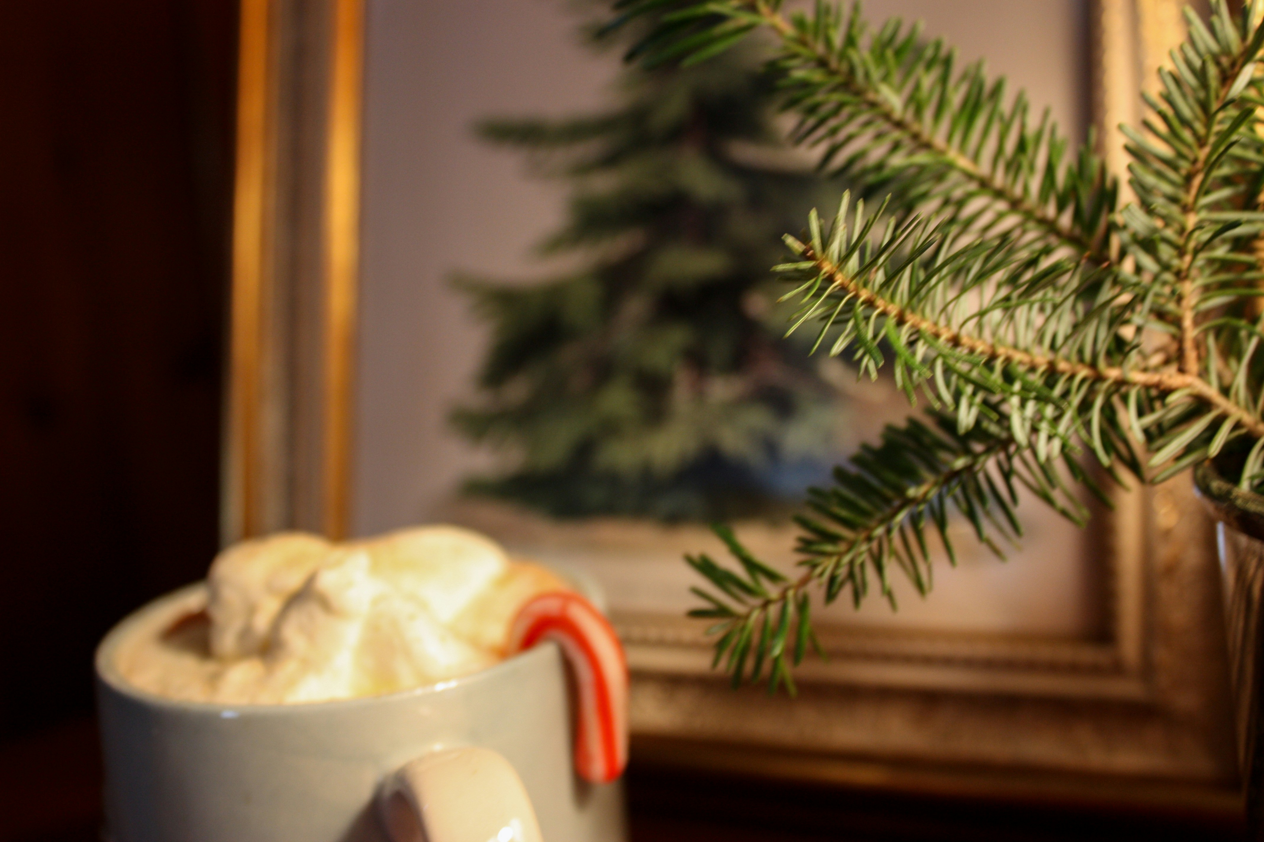 green pine tree in white ceramic mug