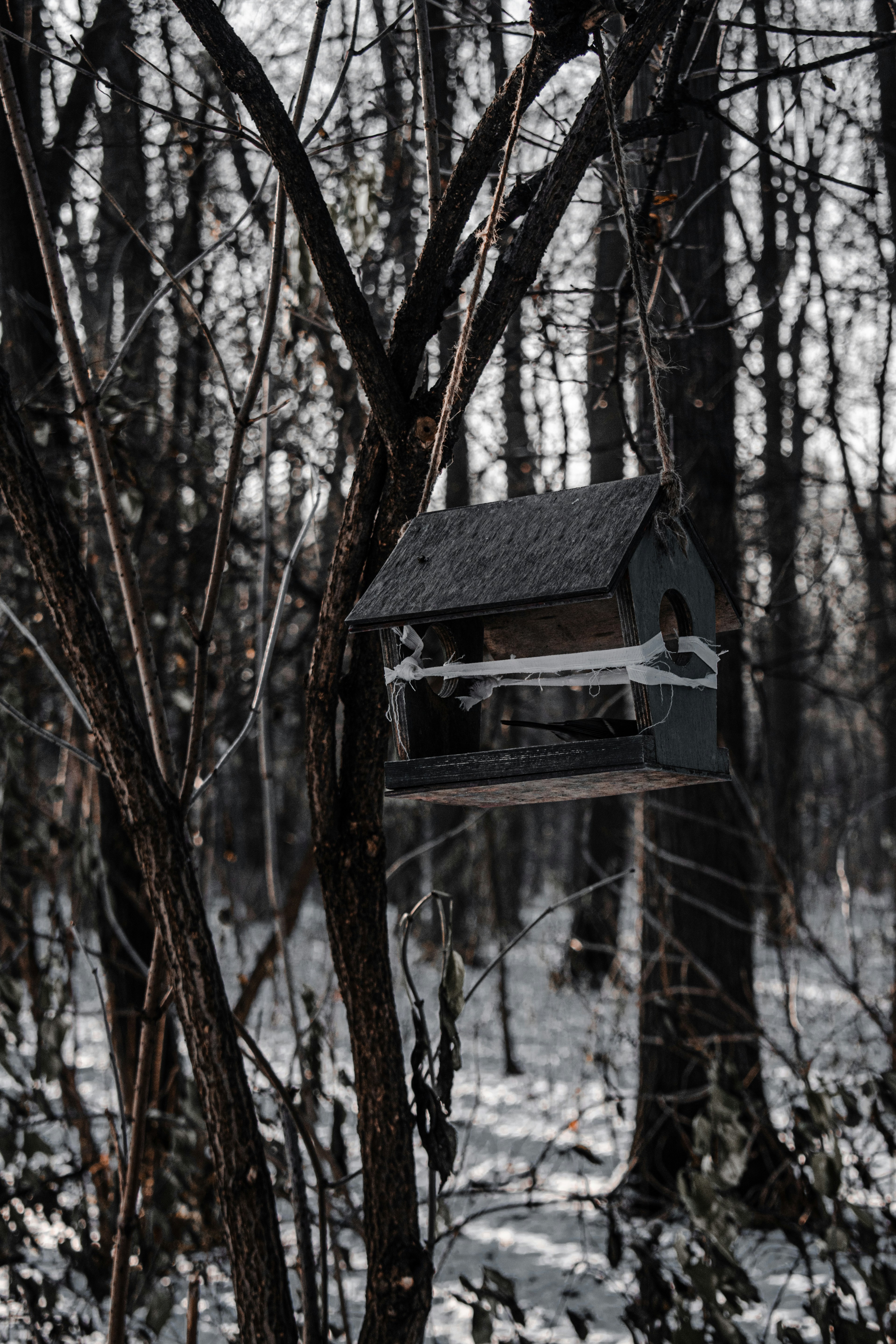 A rustic birdhouse hangs from a tree branch, surrounded by a stark winter landscape with bare trees and a hint of snow on the ground.