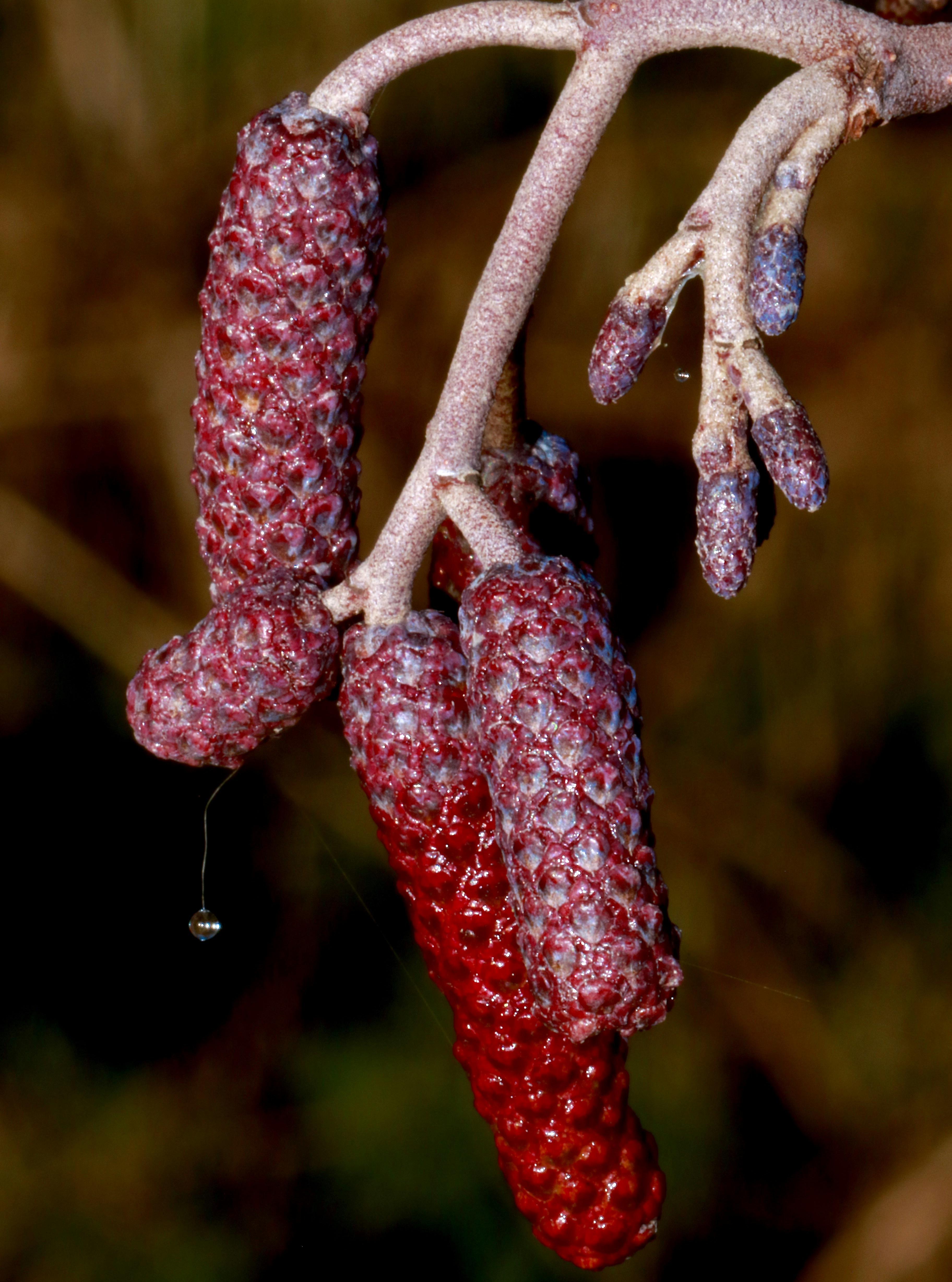 brown and red plant stemJames Wainscoat