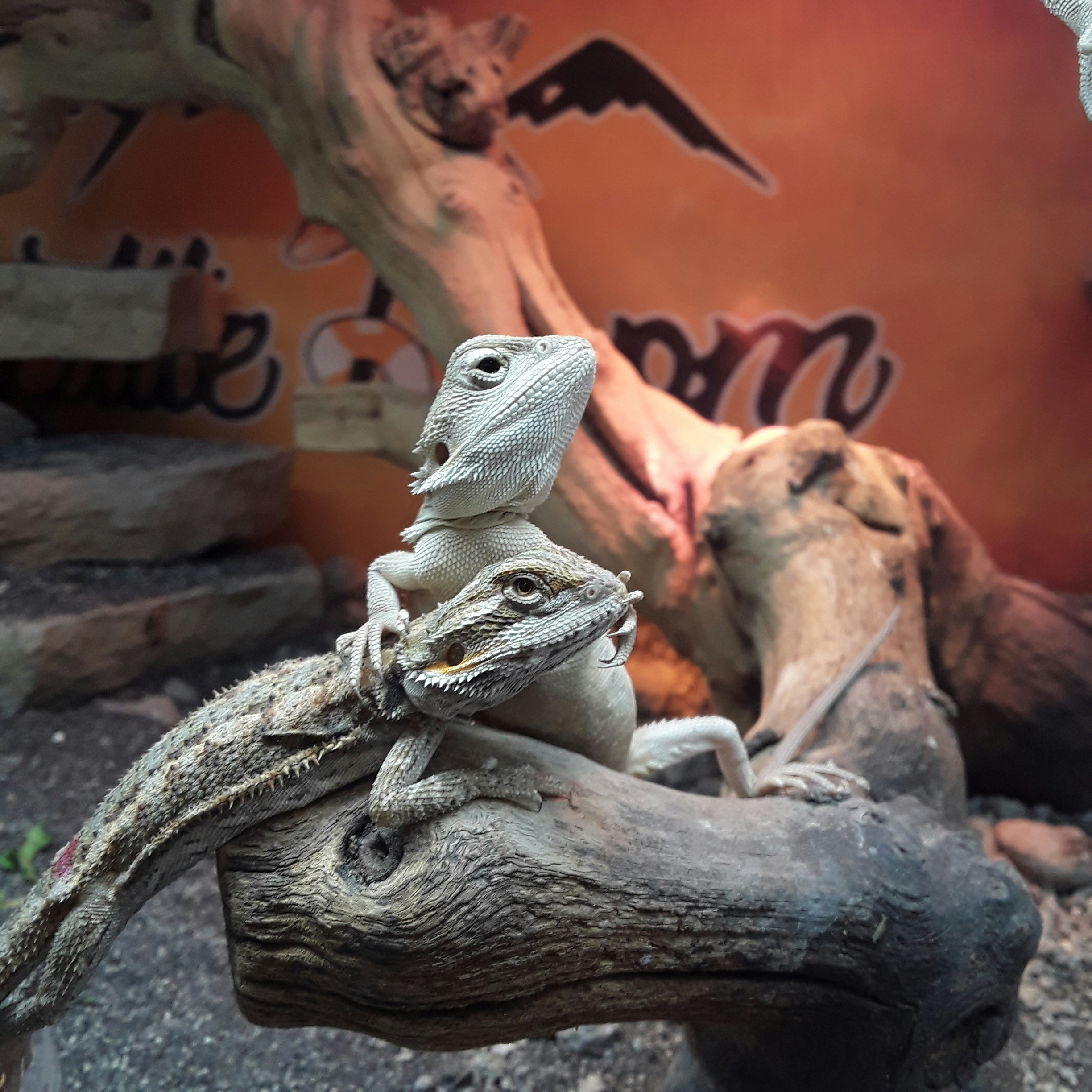 Cute right? I watched my teachers bearded dragon over Thanksgiving break. And When I went to go get more crickets, I found these guys!
