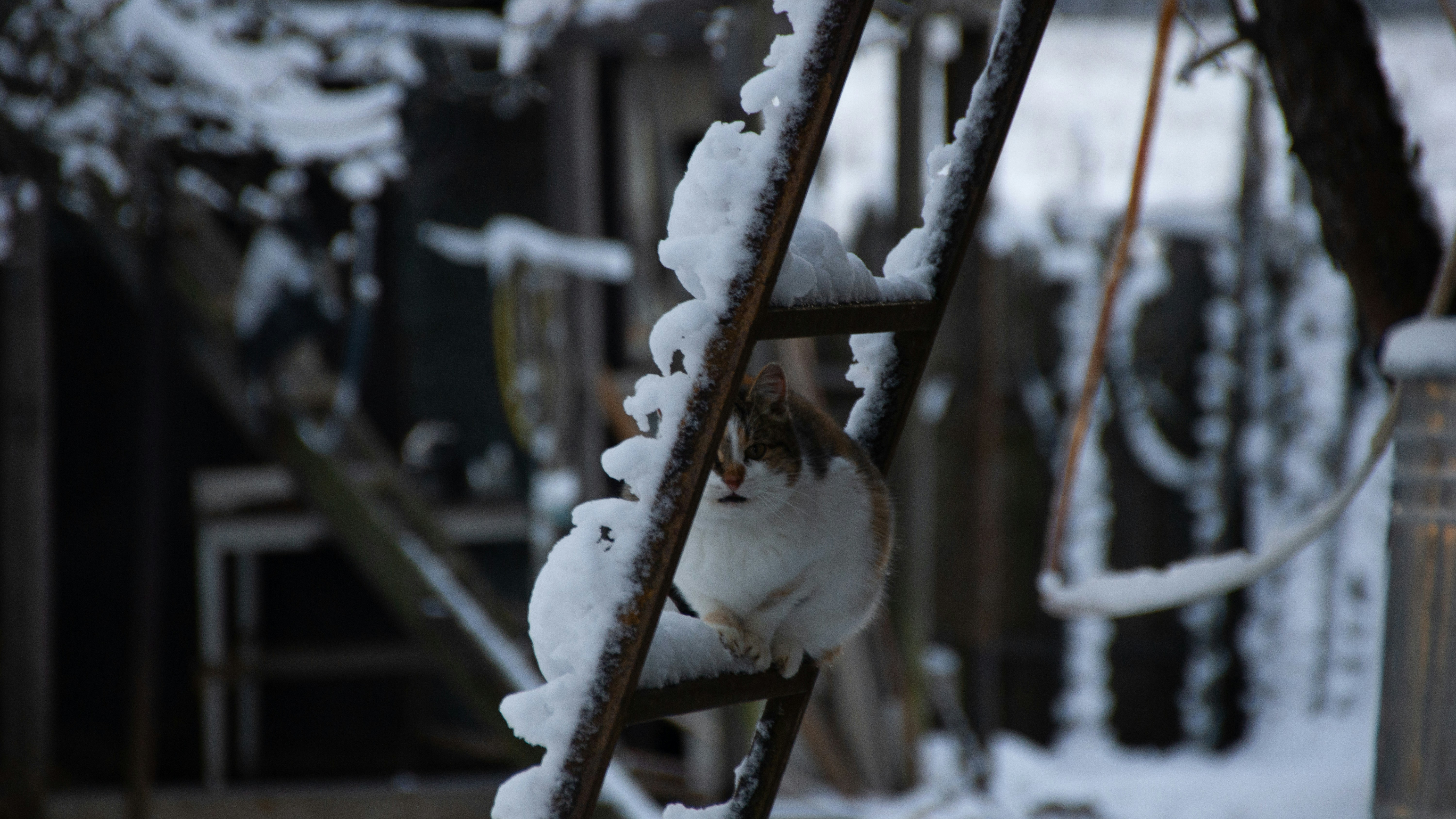 A cat perched on a snow-covered ladder, blending into the serene winter landscape. The scene captures the quiet beauty of a snowy day.