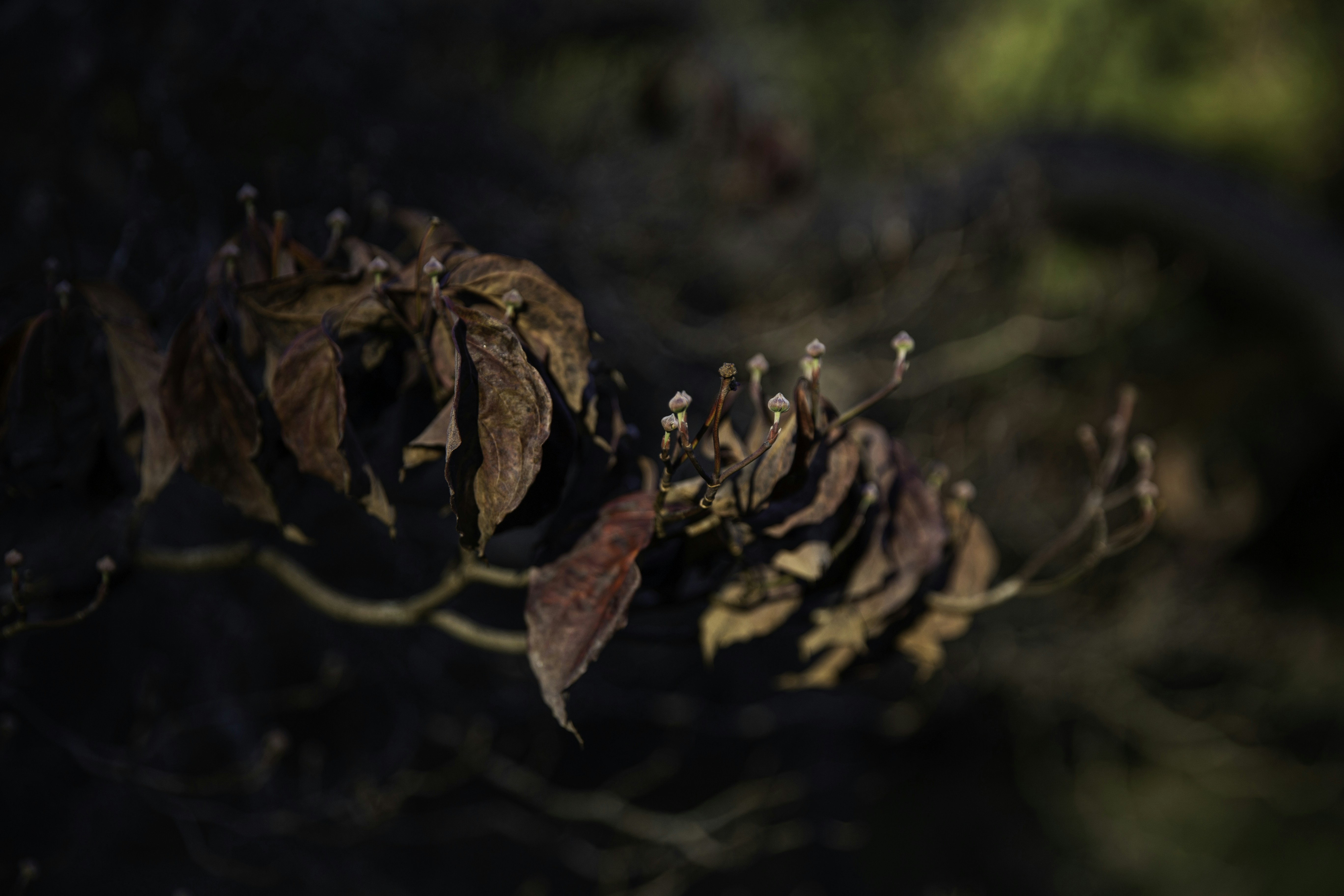 Withered leaves on a quiet branch in late light