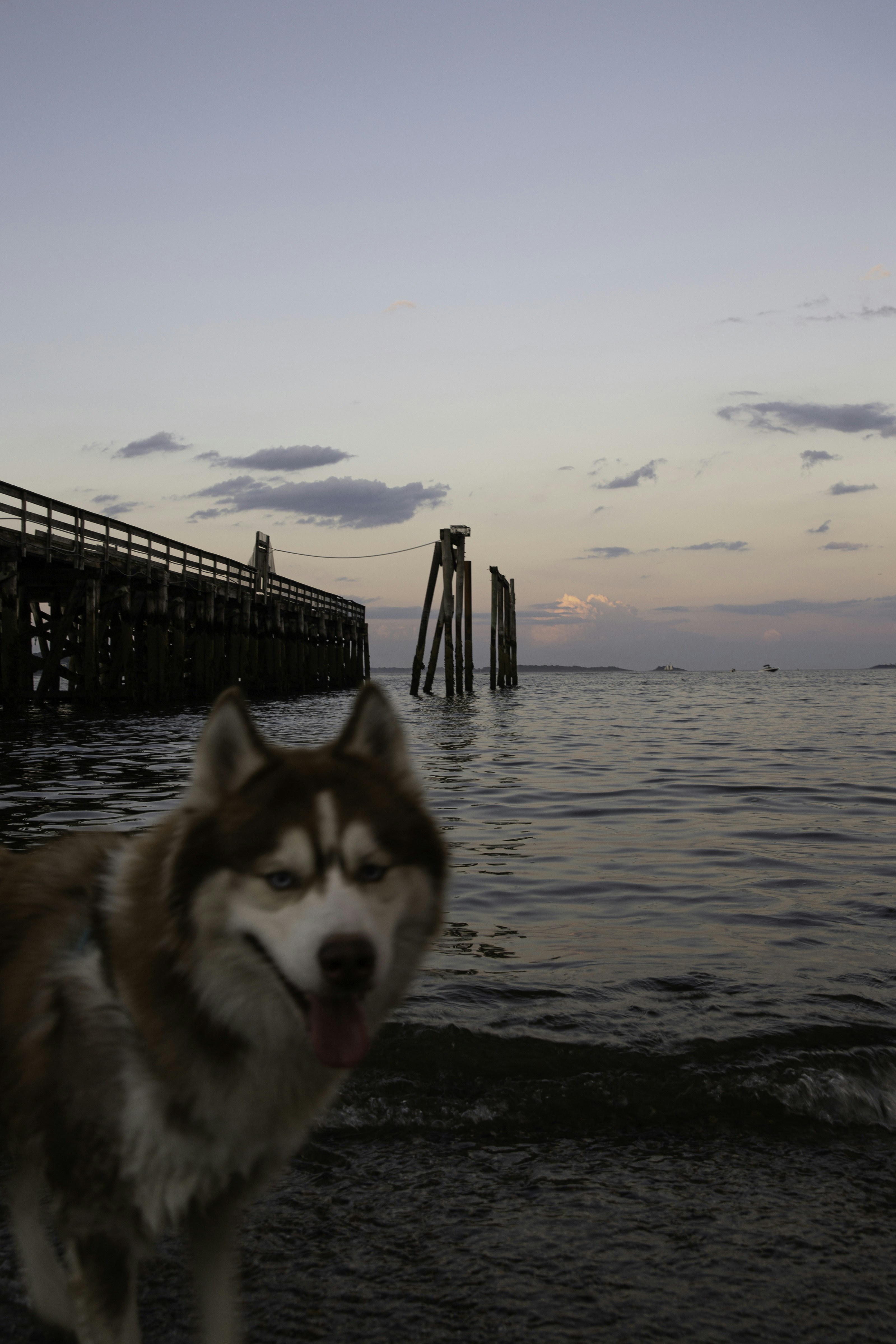 Brown and white siberian husky on dock during daytime photo – Free ...