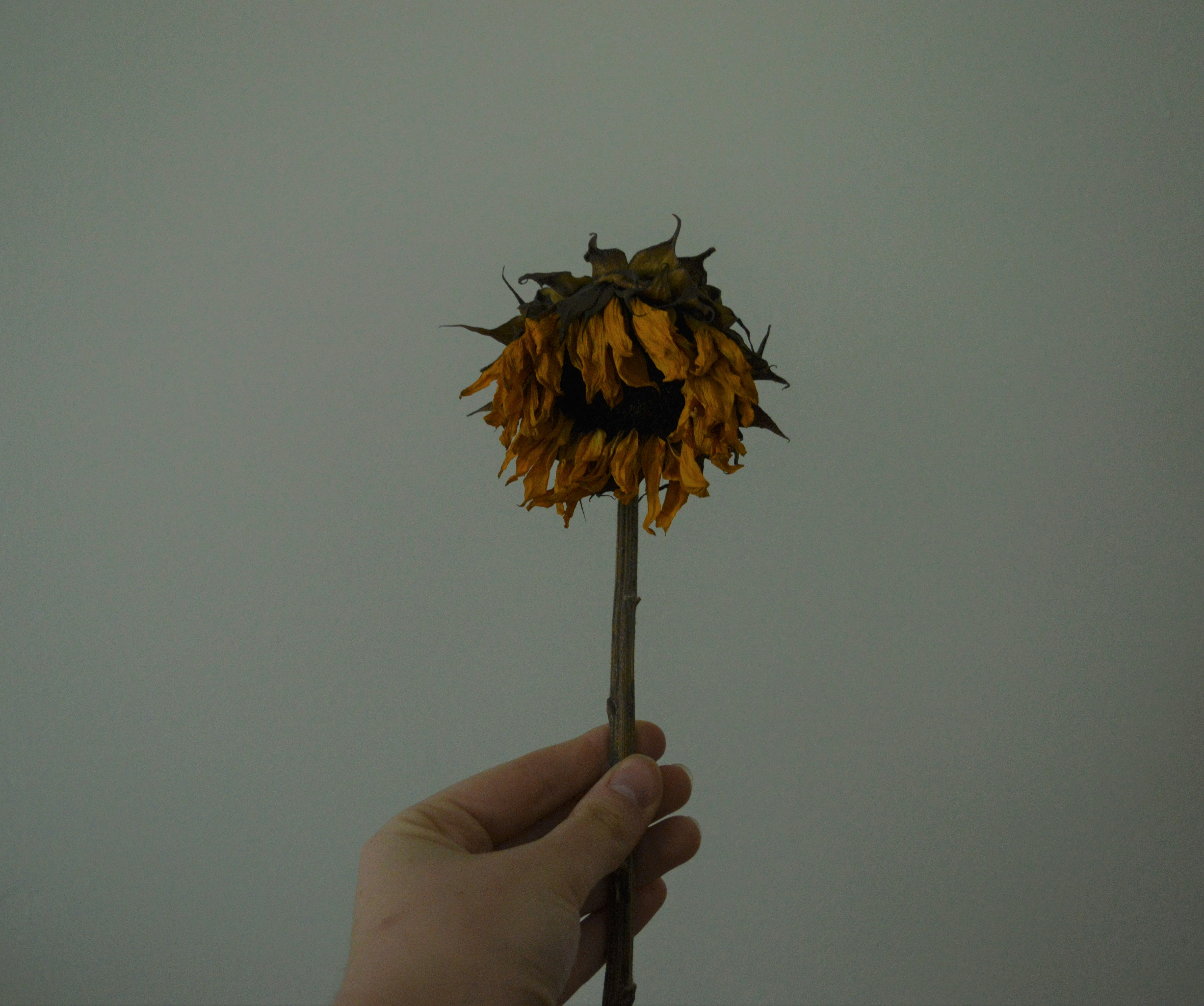 yellow and brown flower on persons hand