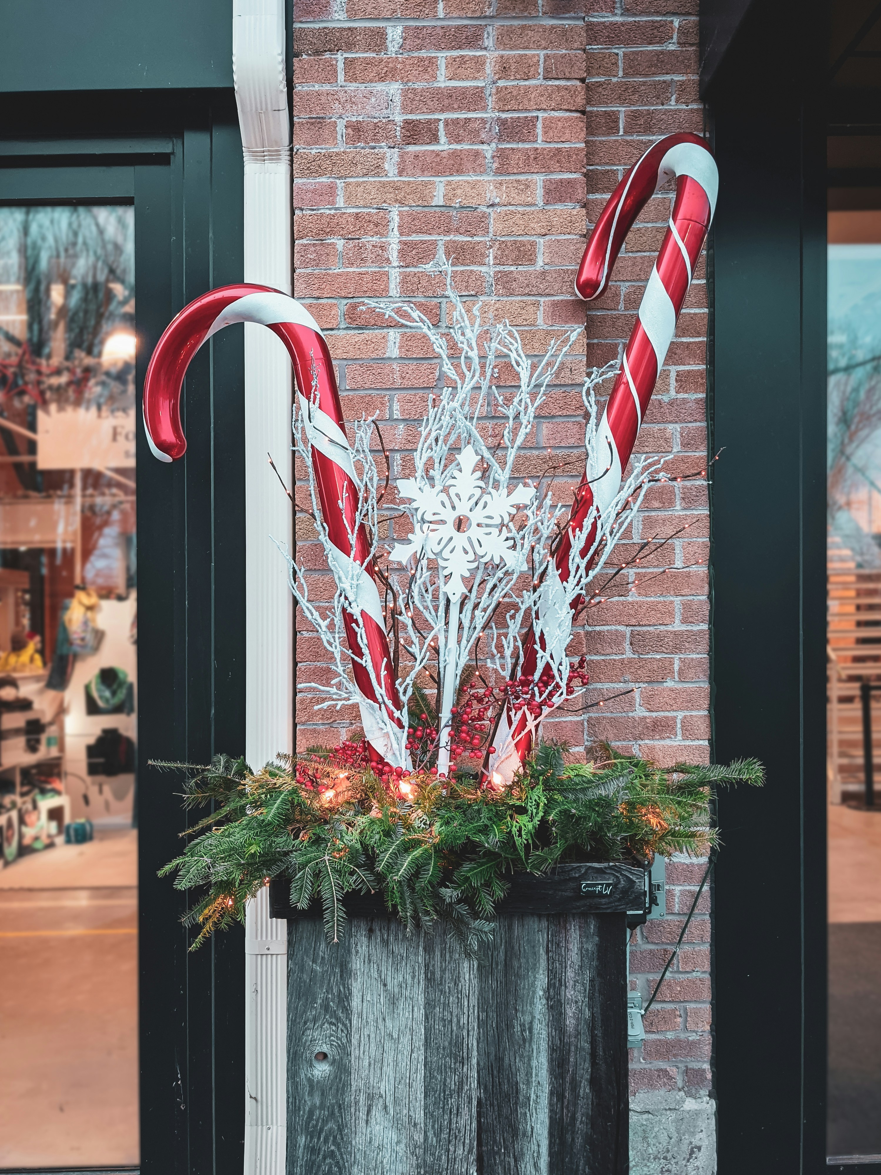 Candy Cane Display Anchored by Winter Sprigs