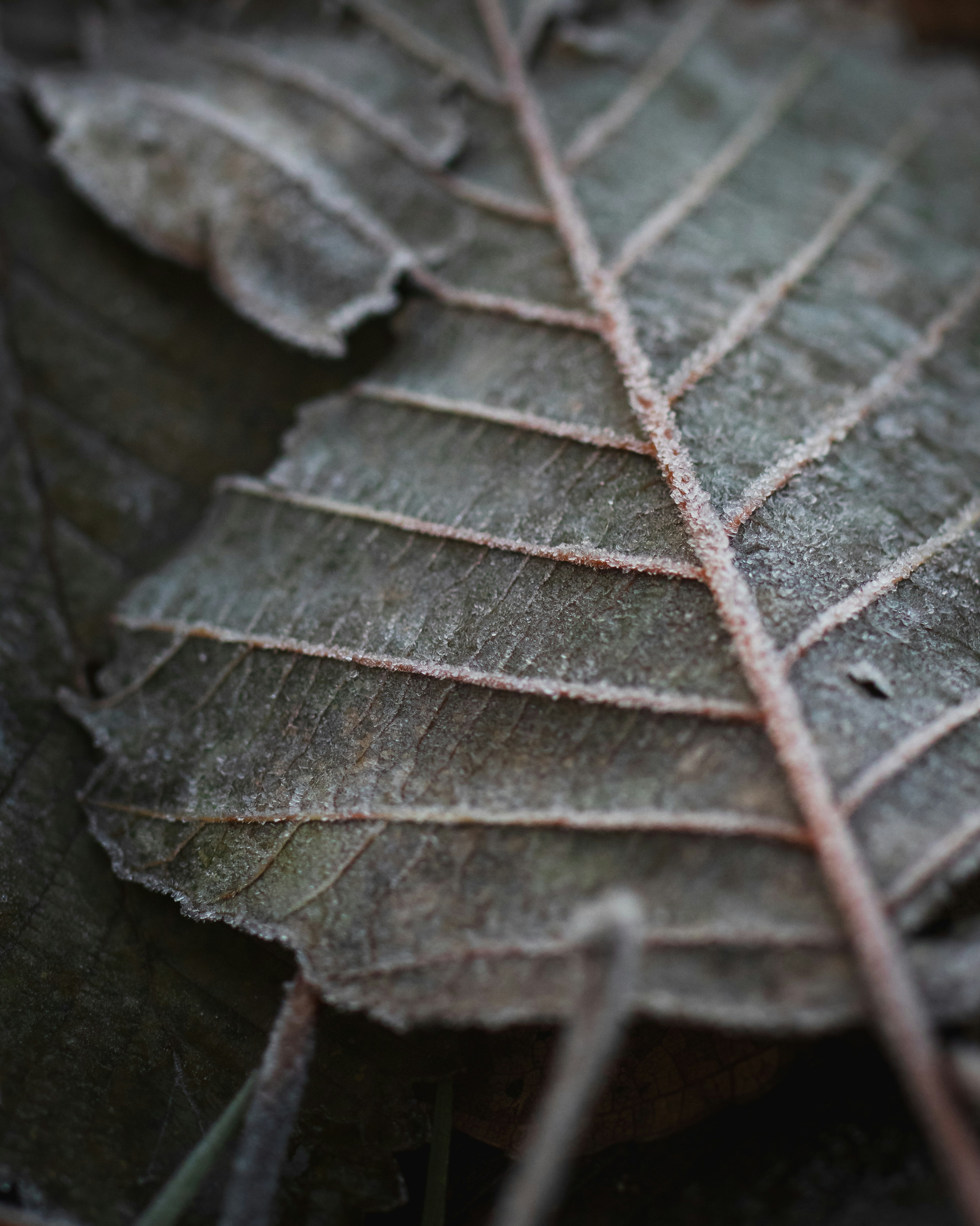 Close-up of frost-covered leaves resting on the ground, showcasing intricate textures and subtle color variations.