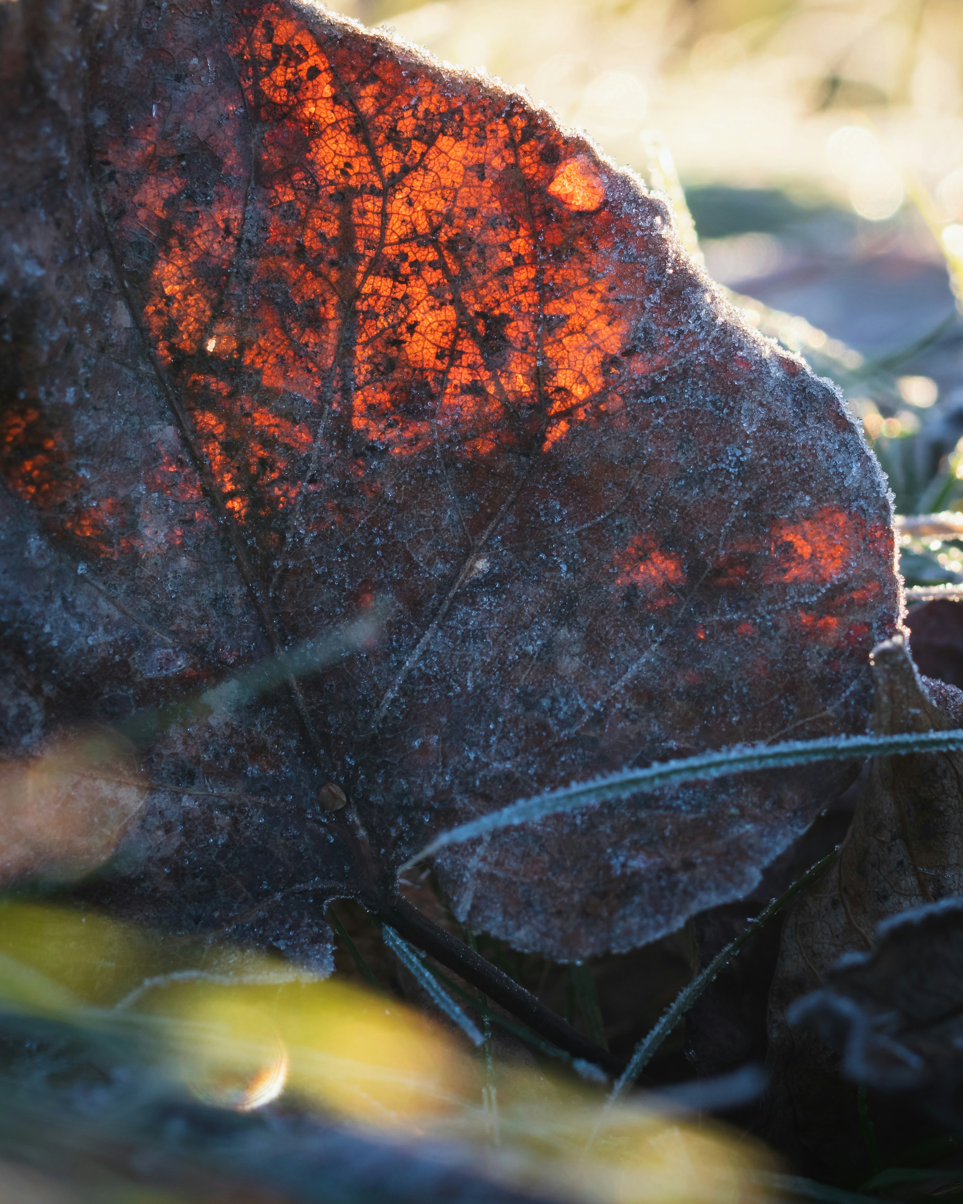 Autumn Leaf Cartridge: Frost-kissed Burl on a Sunlit Morning