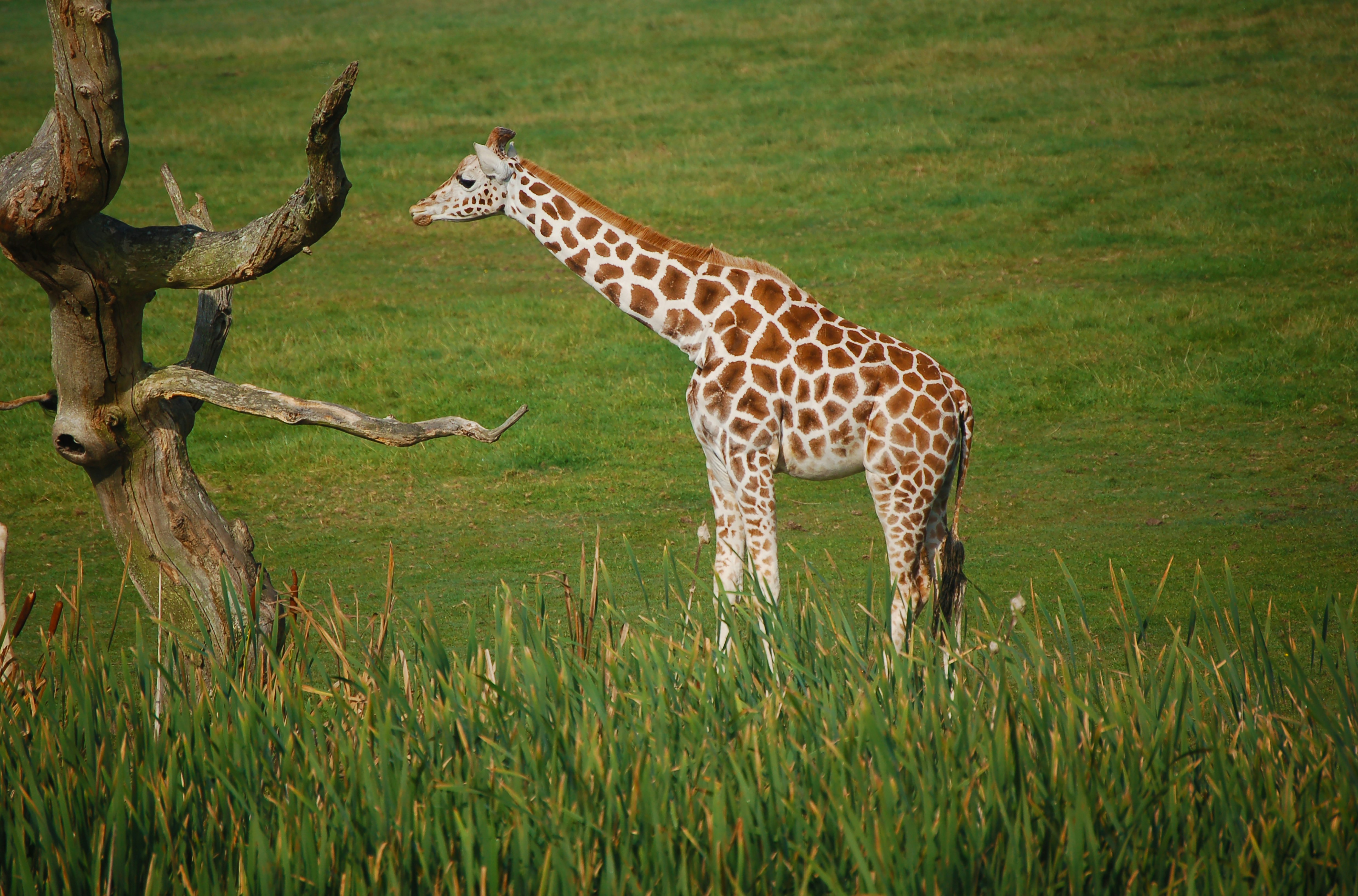 giraffe on green grass field during daytime