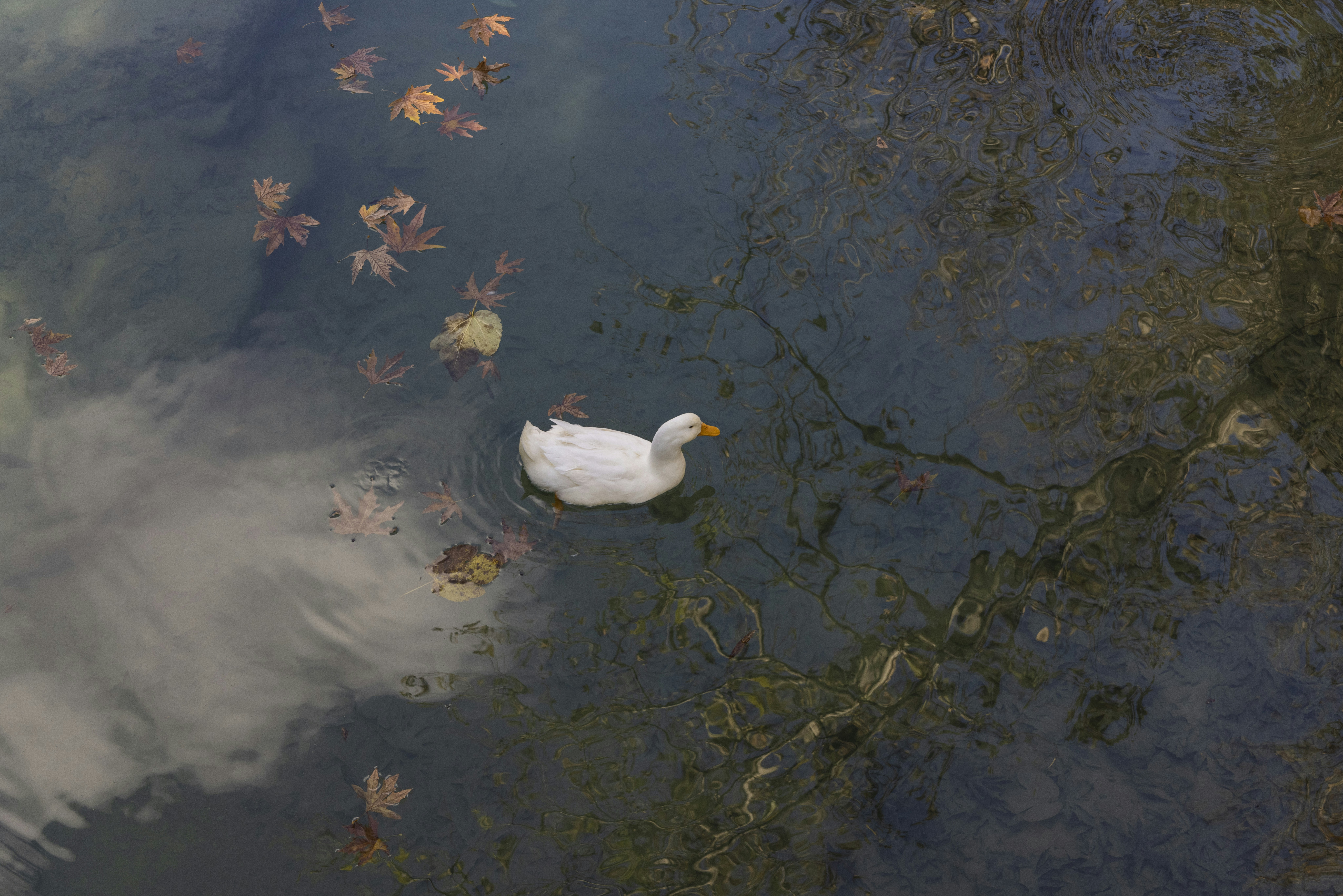 Autumn on the Quiet Pond: A White Duck Drifts Through Reflective Water