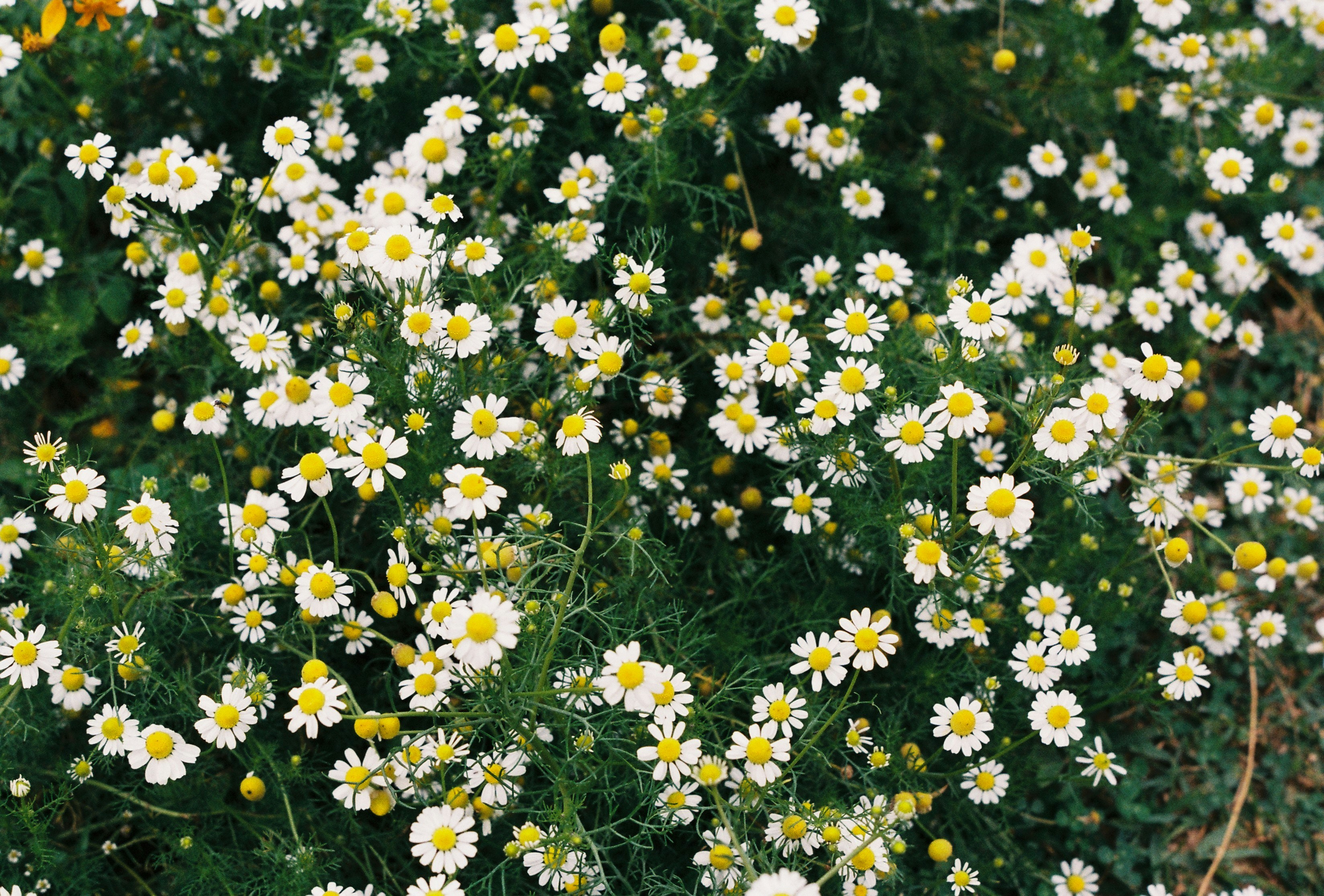 A vibrant cluster of white daisies with yellow centers flourishing amidst lush green foliage.